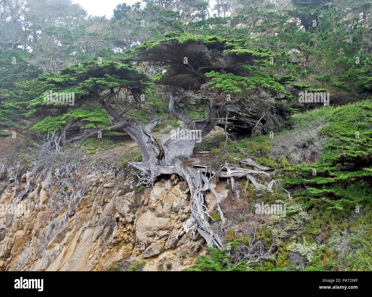 The Veteran Cypress, Point Lobos State Reserve, Carmel, CA Stock Photo ...