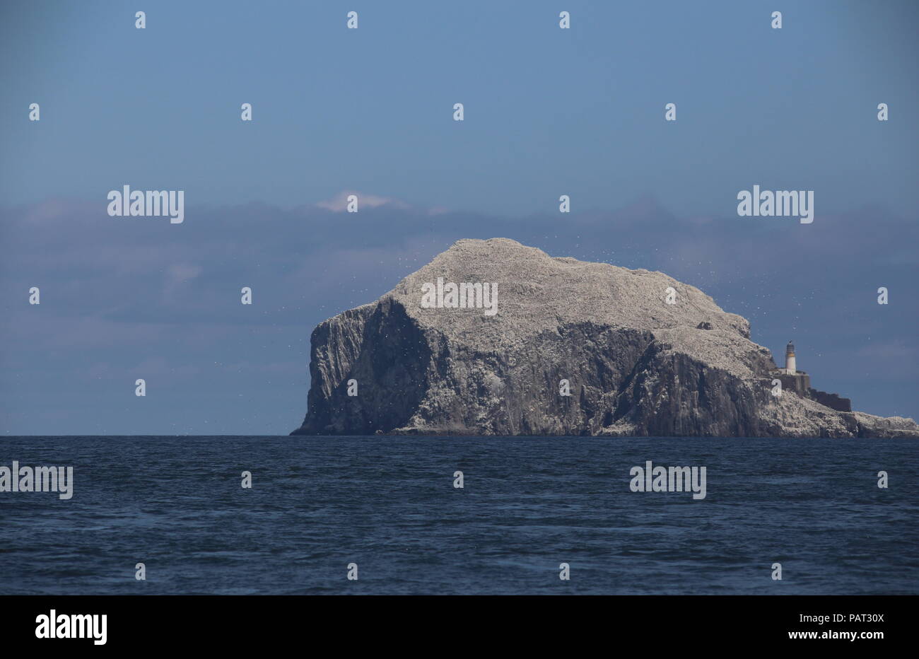 Gannet colony on Bass Rock in Firth of Forth Scotland July 2018 Stock ...