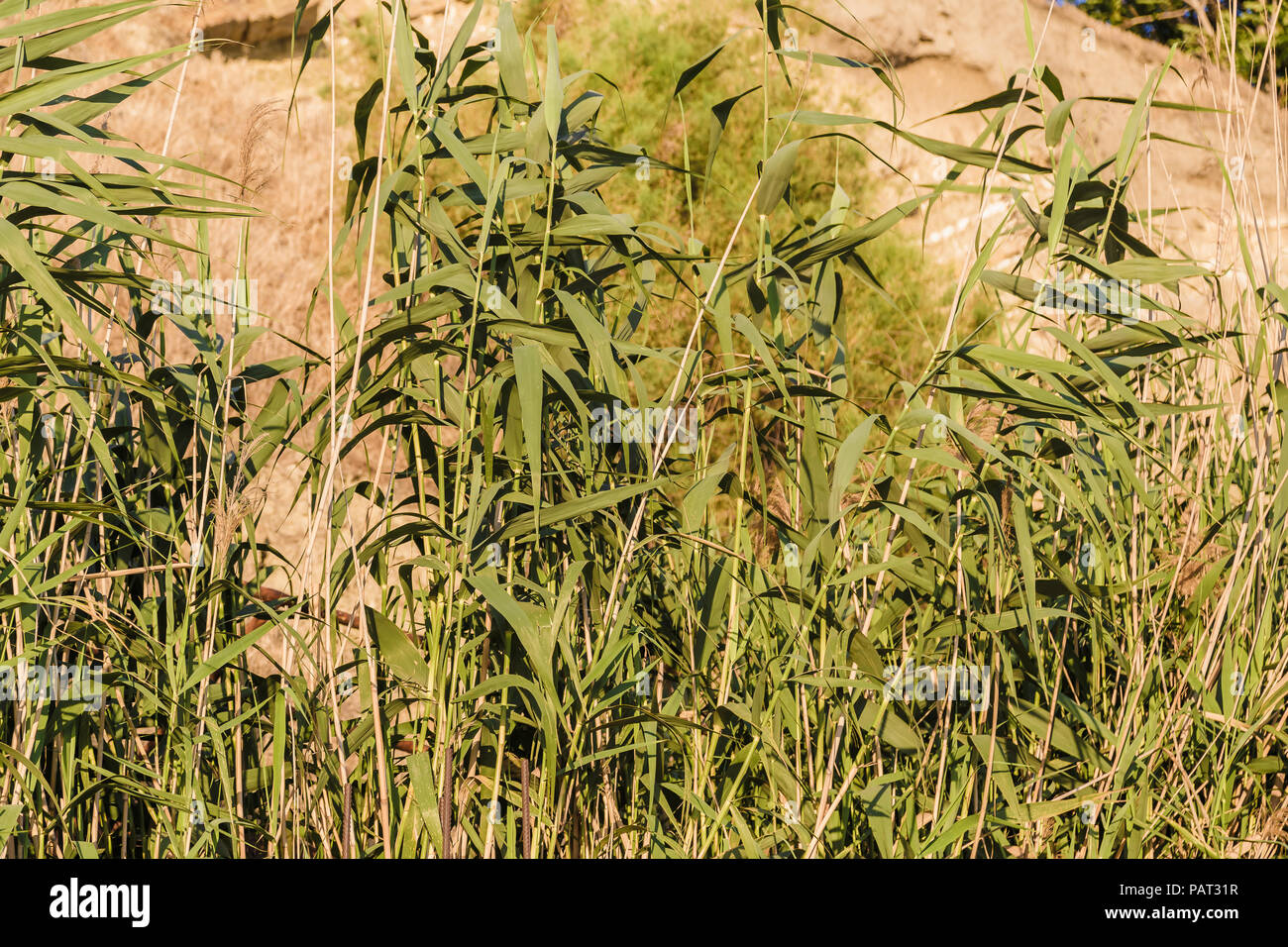 Plants growing on the rocks at sunset Stock Photo - Alamy