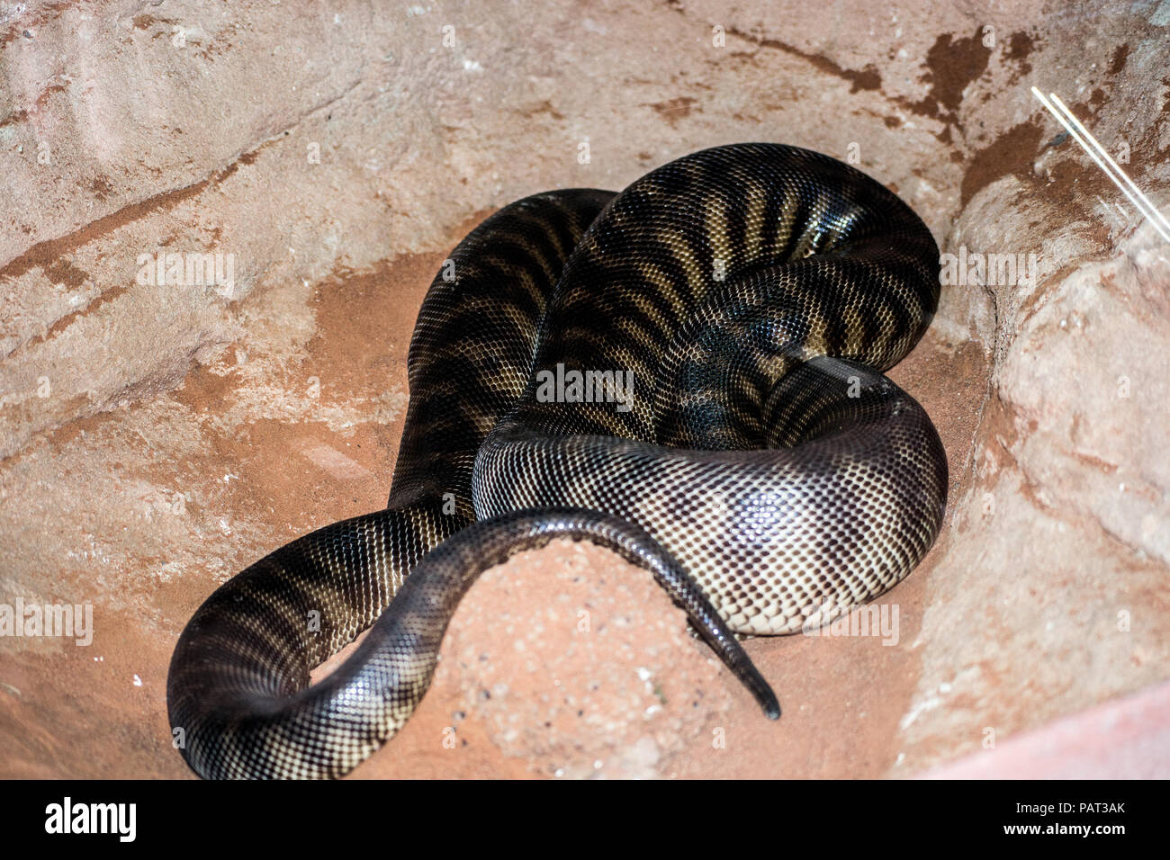 Huge Snake High Resolution Stock Photography and Images - Alamy