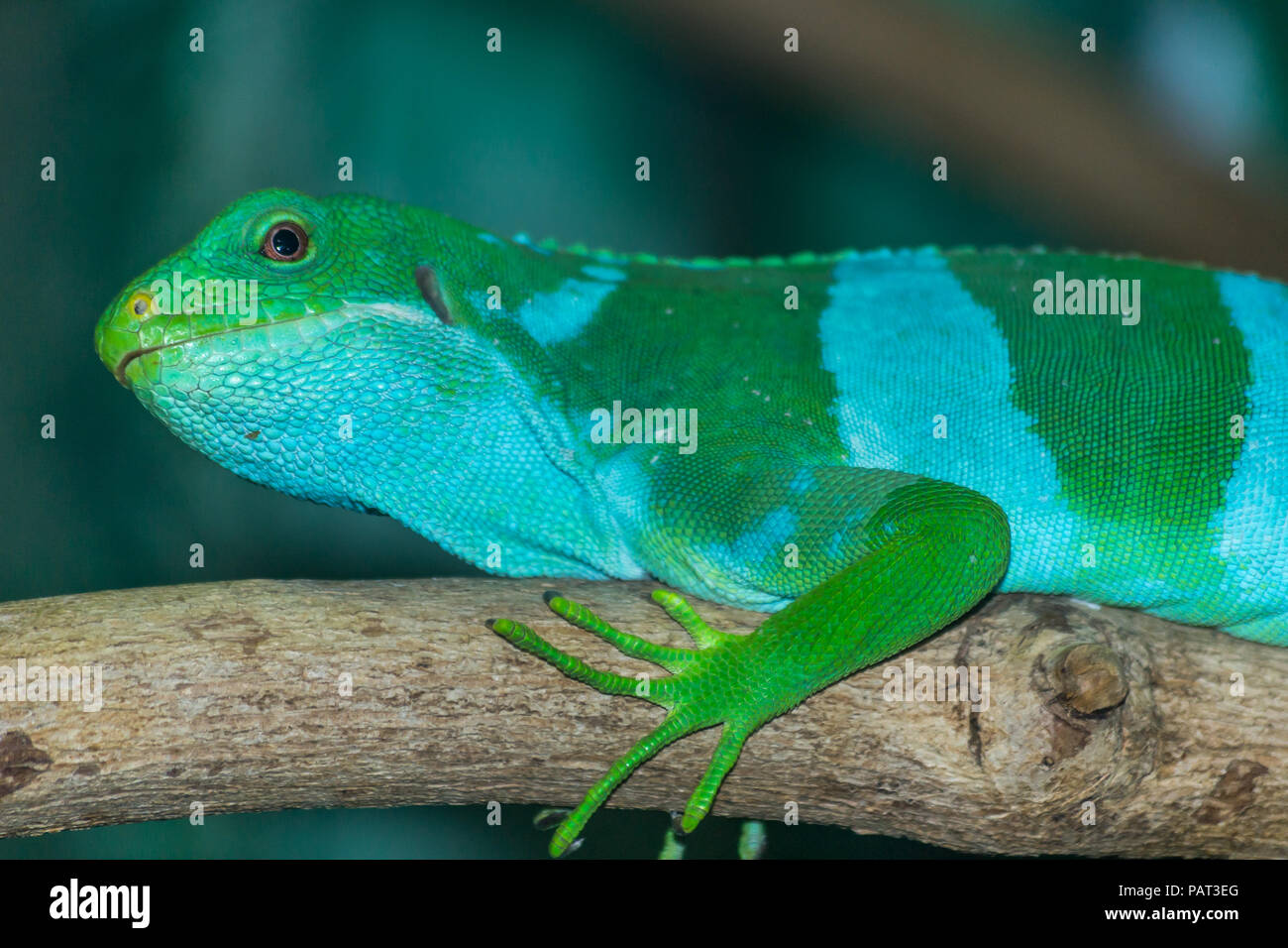 Australia Lizard Art High Resolution Stock Photography and Images - Alamy