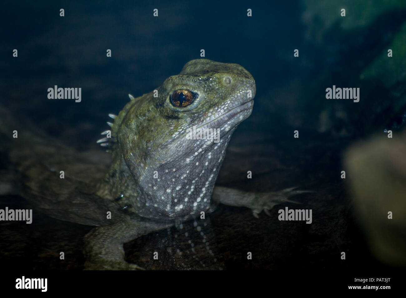Frilled tree frogs hi-res stock photography and images - Alamy