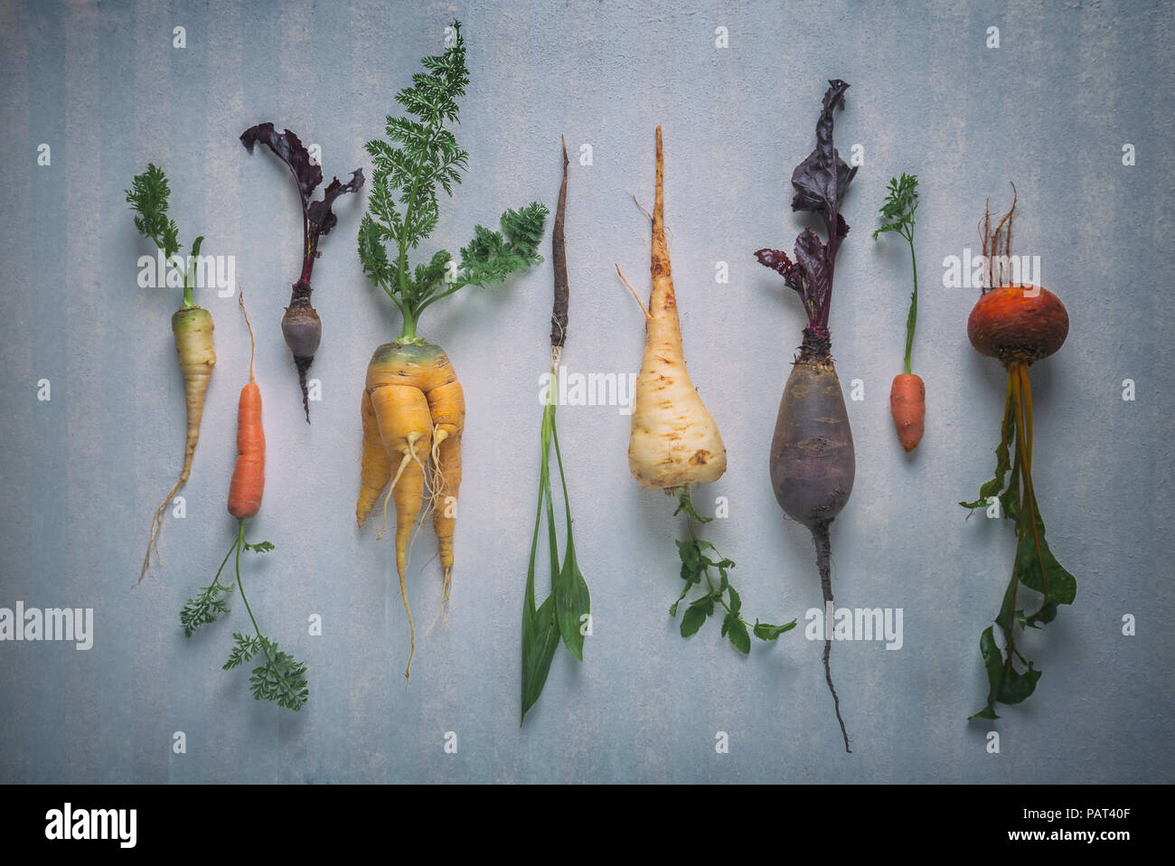 Composition of homegrown organic root vegetables layed on striped ...