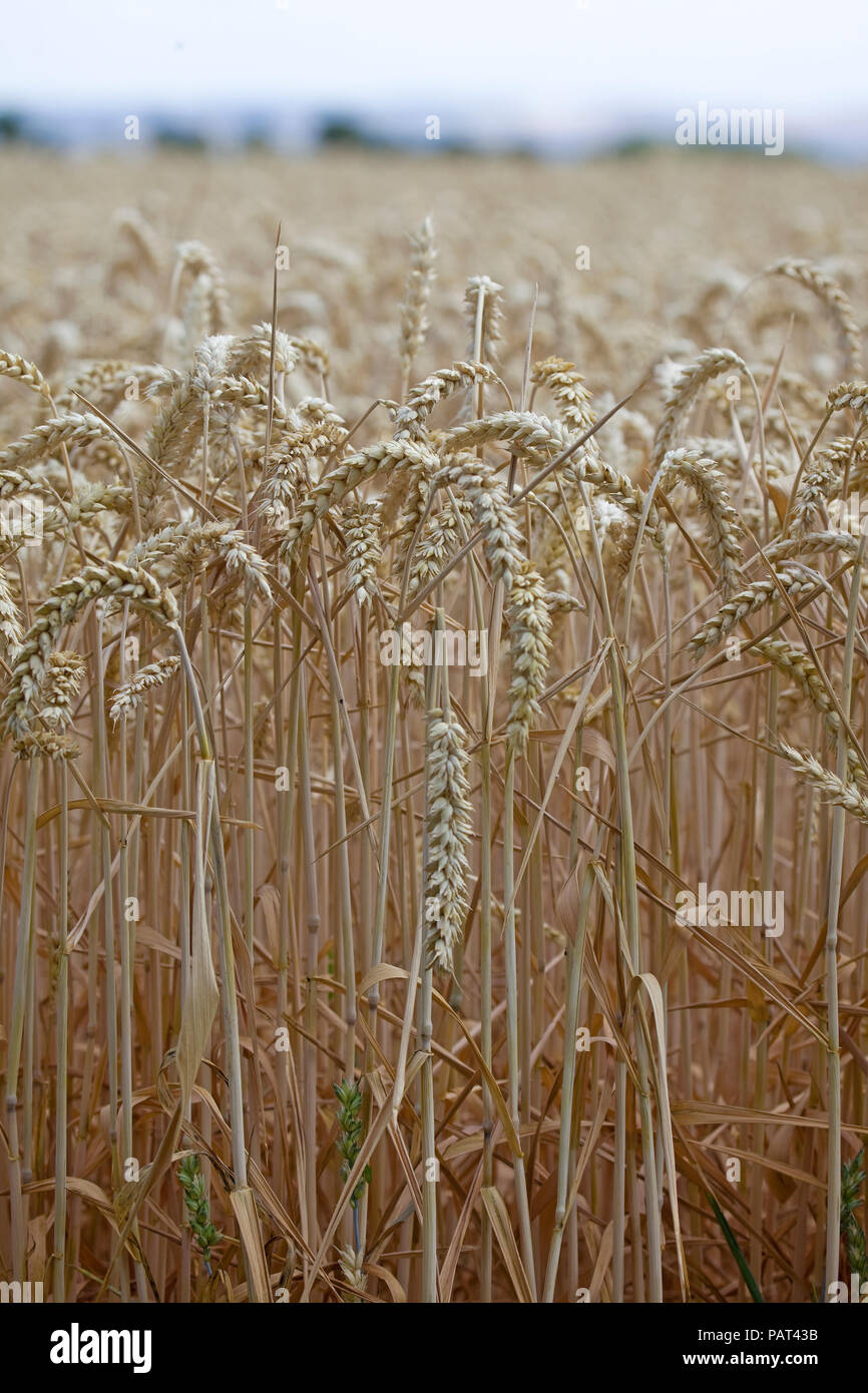 Close up of growing wheat hi-res stock photography and images - Alamy