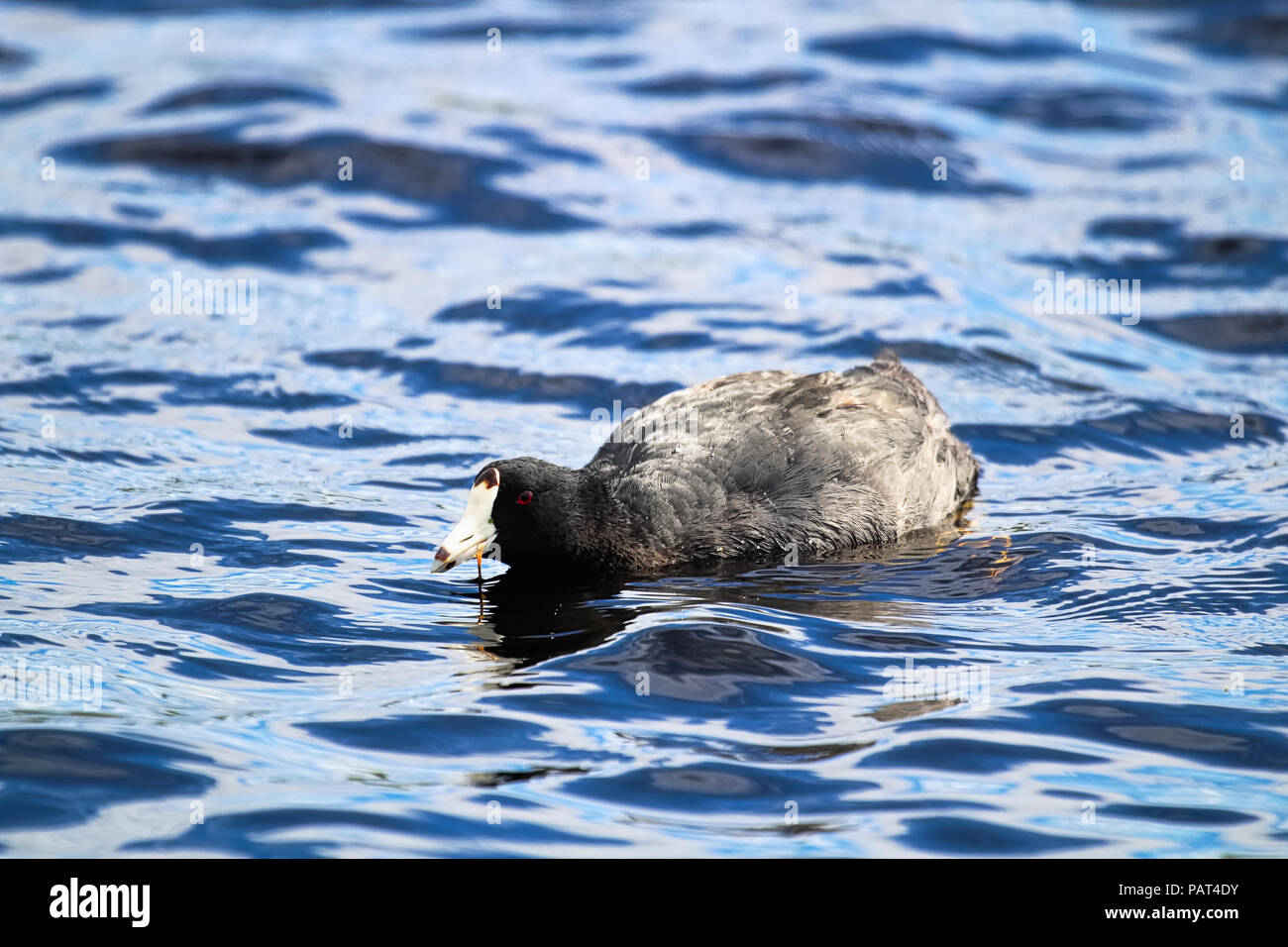 An American Coot swimming in wavy water Stock Photo - Alamy