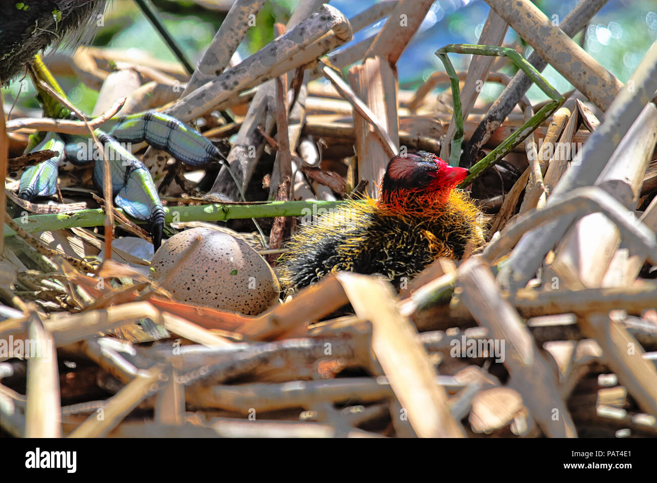 American coot nest hi-res stock photography and images - Alamy