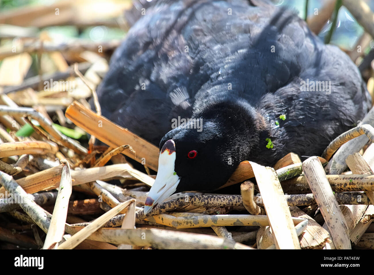 American coot nest hi-res stock photography and images - Alamy