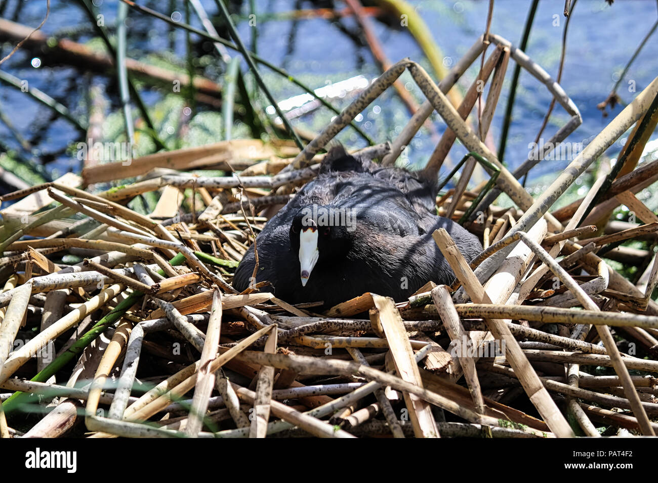 American coot nest hi-res stock photography and images - Alamy