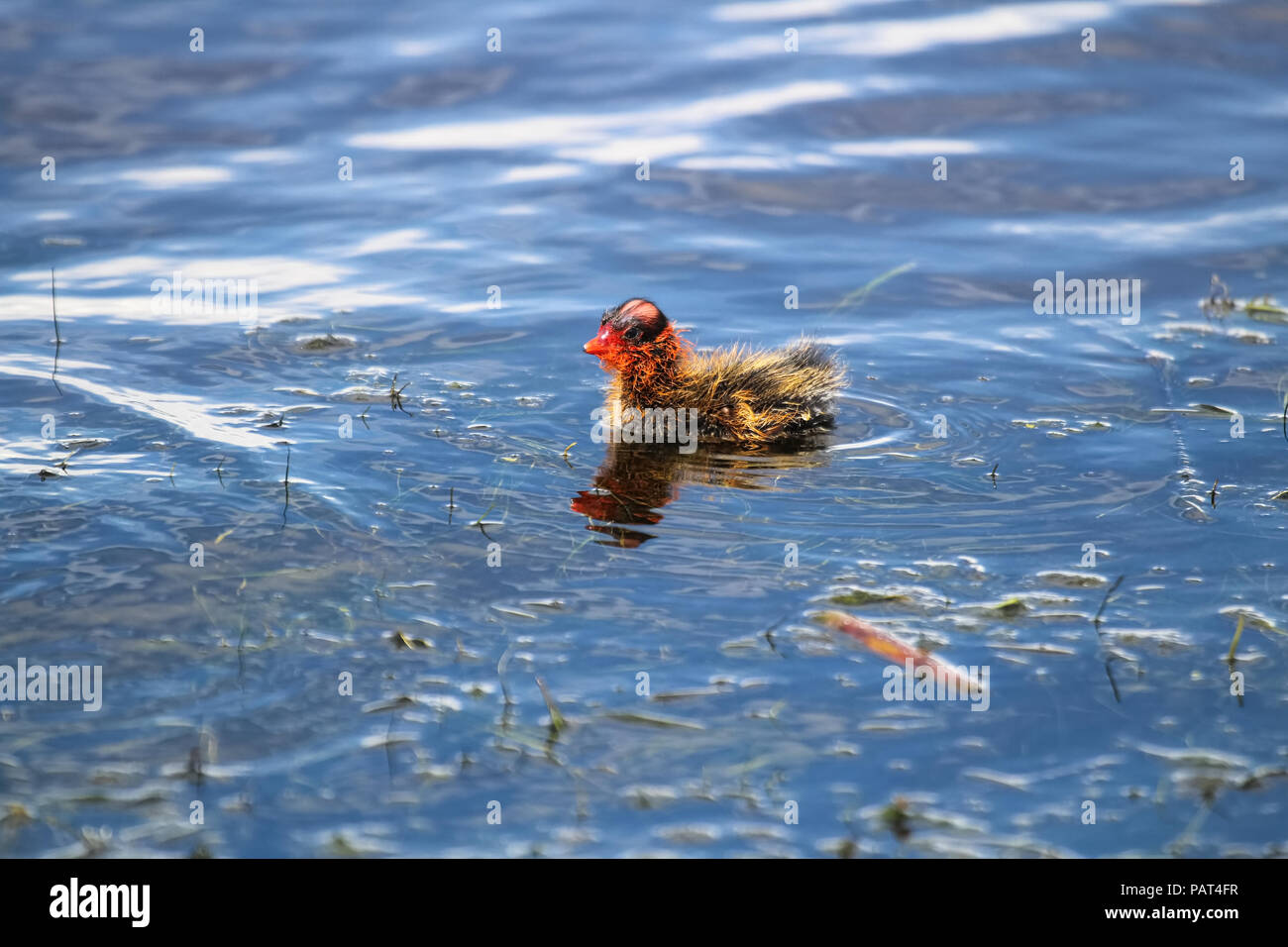 An American Coot chick swimming in water Stock Photo - Alamy