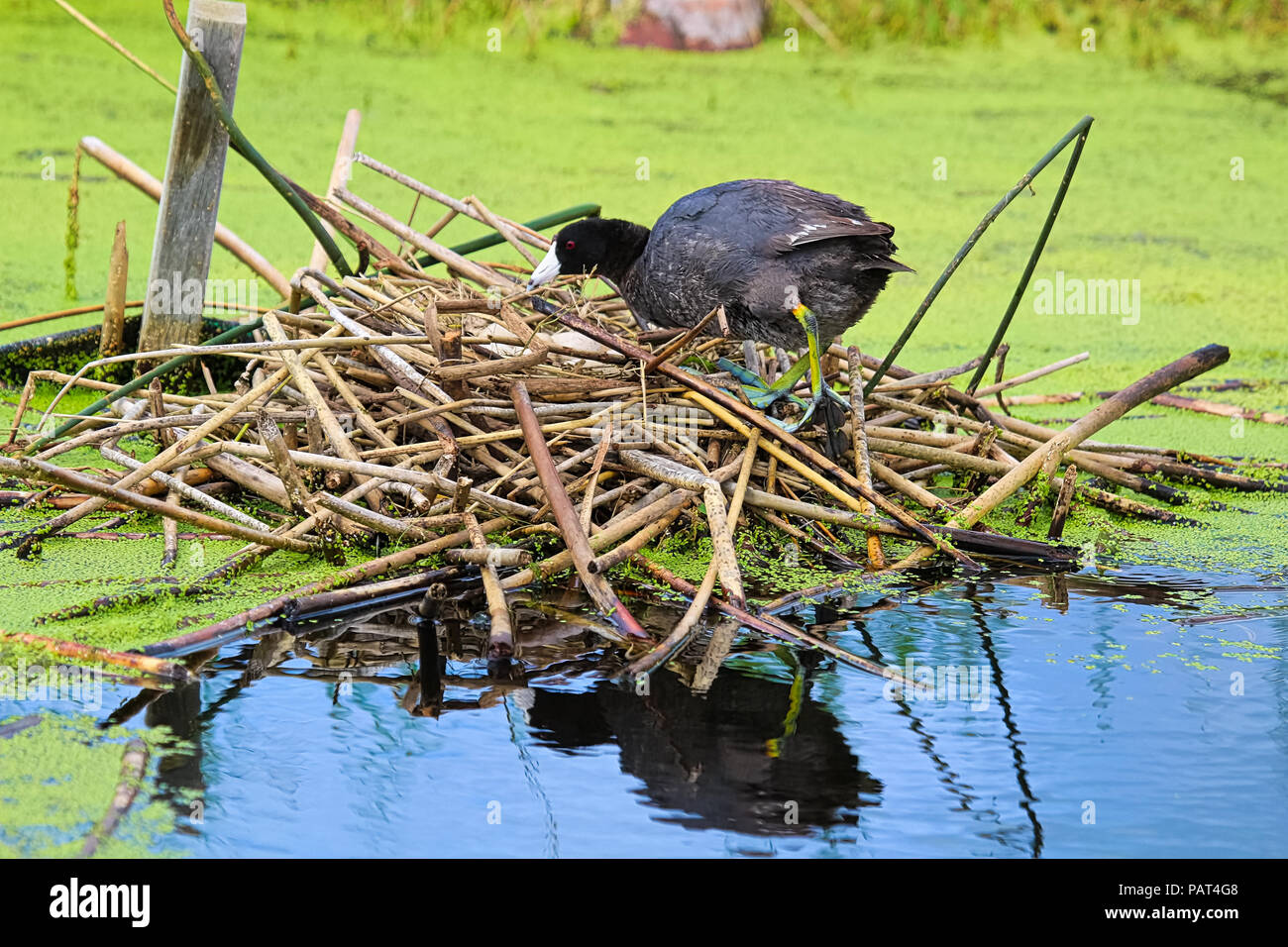 American coot nest hi-res stock photography and images - Alamy