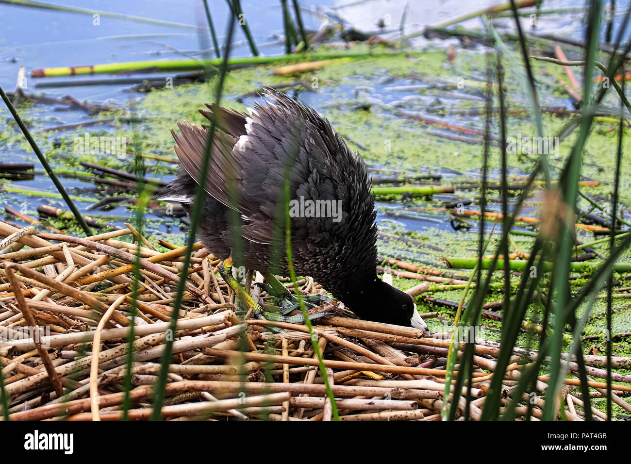 American coot nest hi-res stock photography and images - Alamy