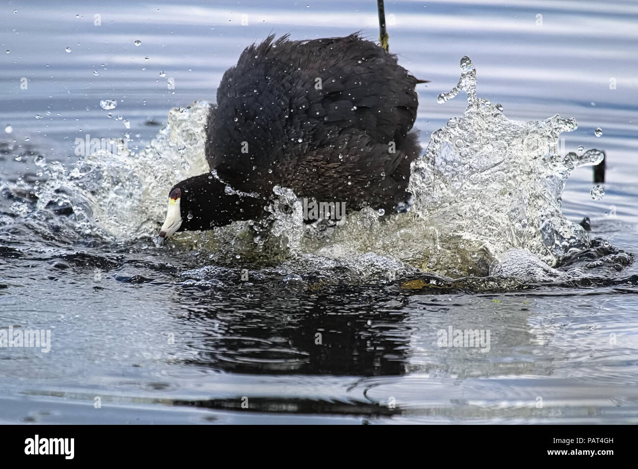 A protective American Coot doing a warning display Stock Photo - Alamy