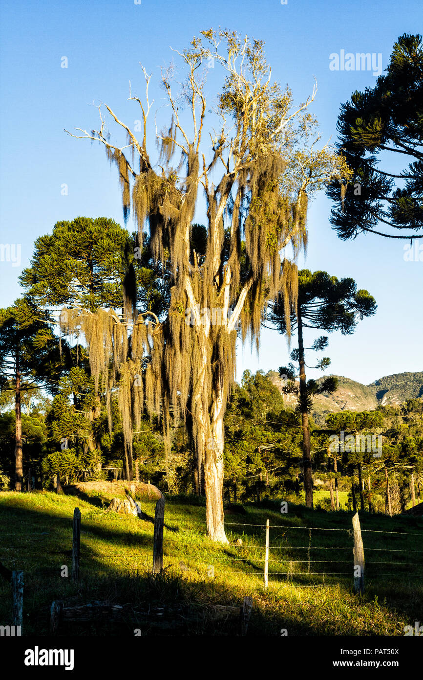 Tree covered by spanish moss plant (Tillandsia usneoides). Urubici ...