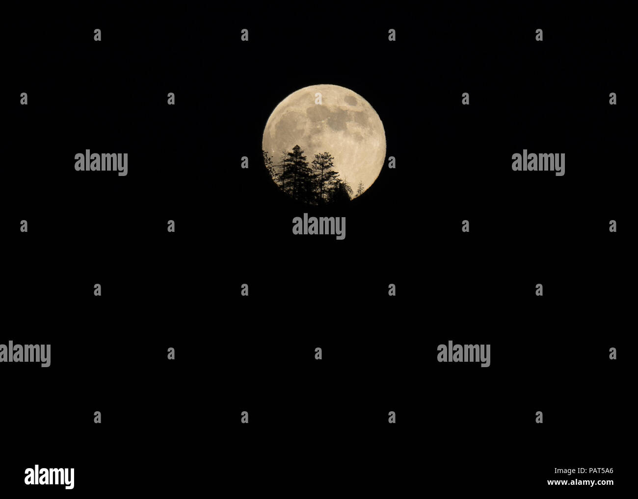 Craters of the full moon rising behind a California forest, in Yosemite ...