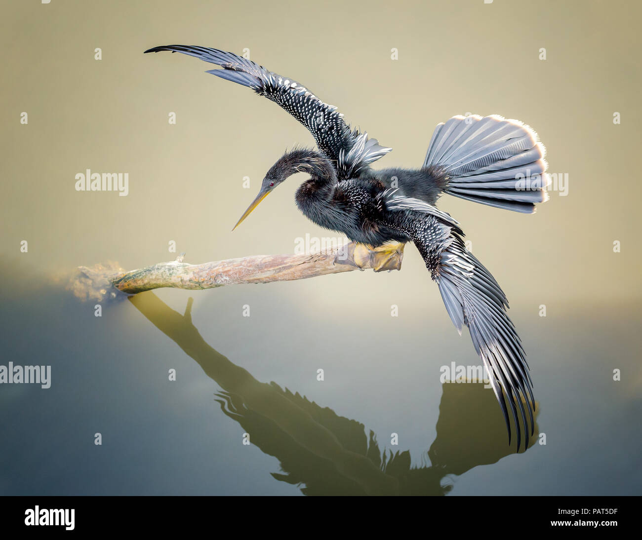 Black billed darter hi-res stock photography and images - Alamy