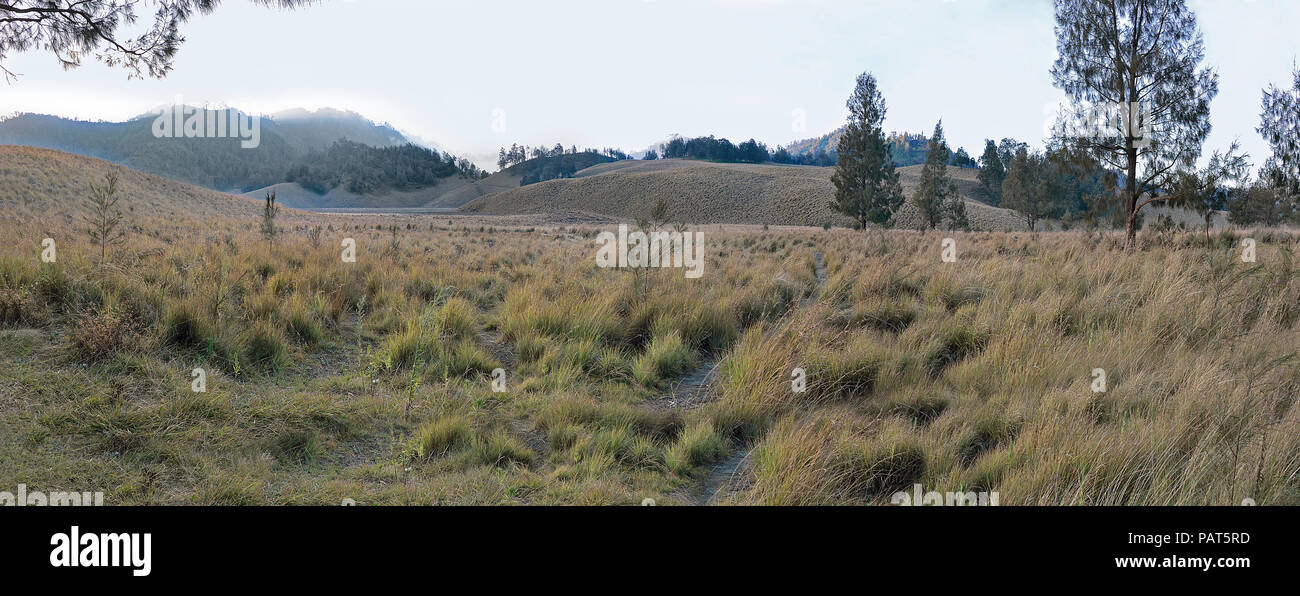 Panorama view of Oro Oro Ombo in Semeru Mountain with meadow and trees ...