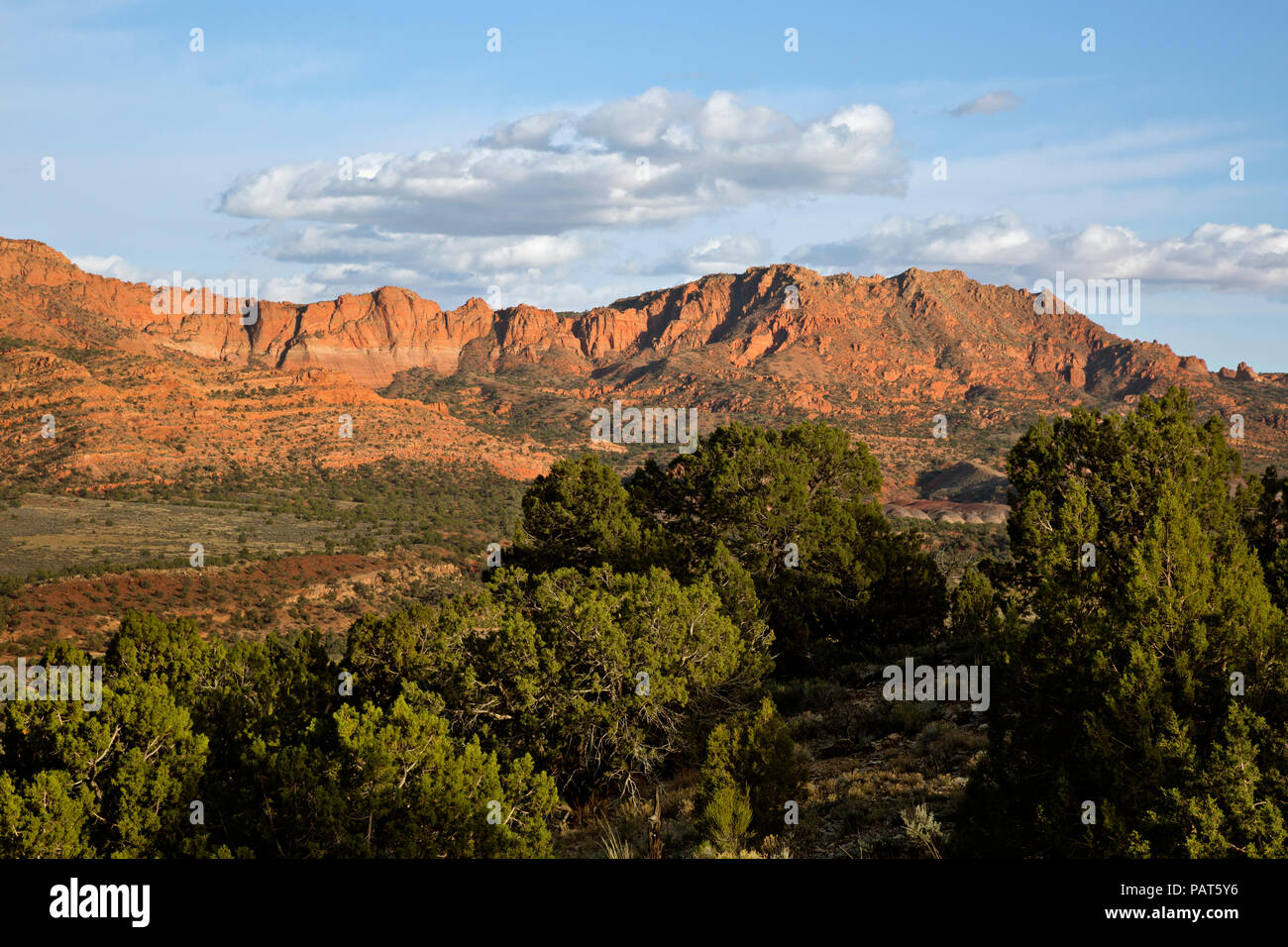 Kaibab national forest hi-res stock photography and images - Alamy