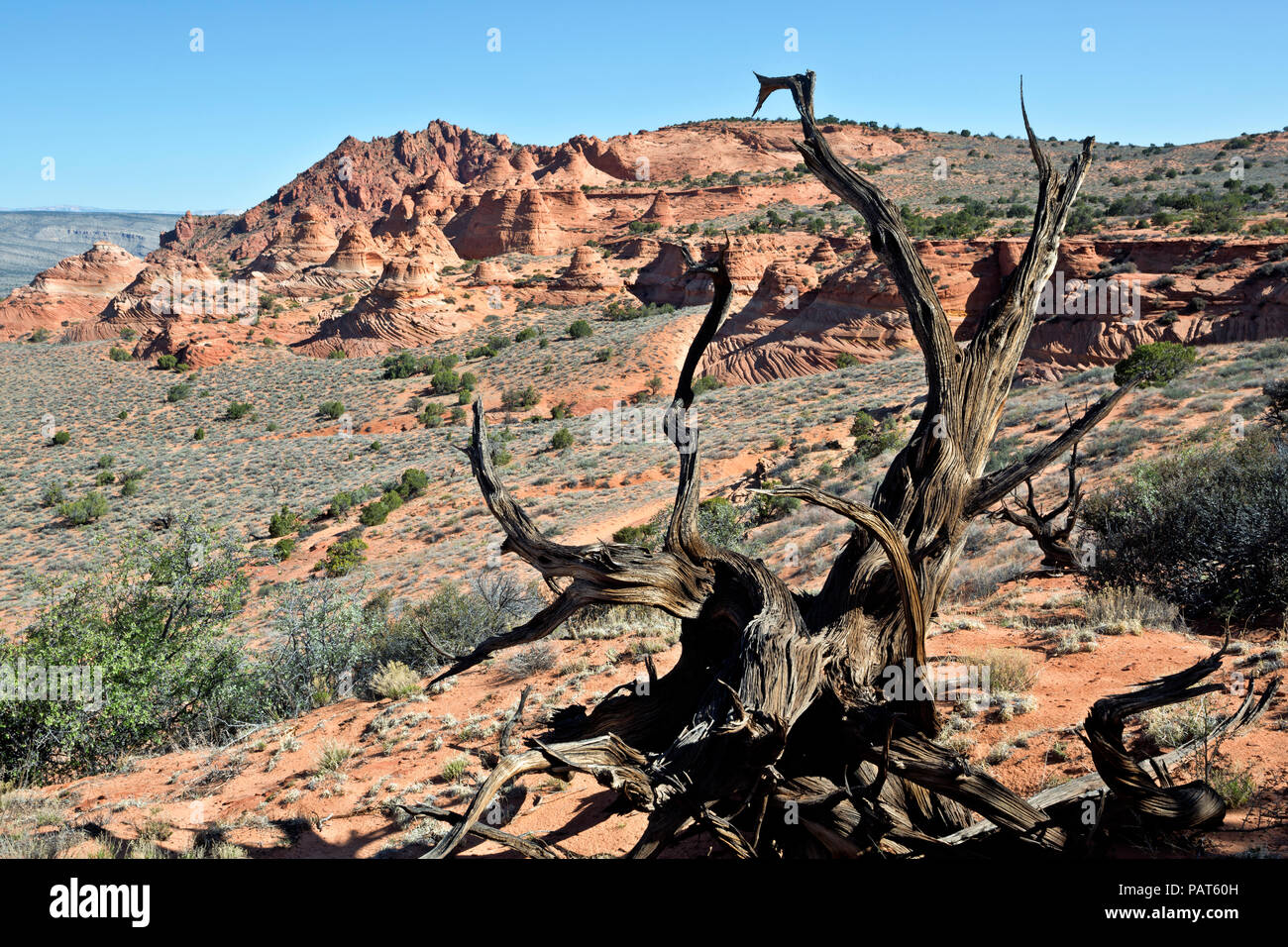 AZ00183-00...ARIZONA - A dead tree and a view of colorful and deeply ...
