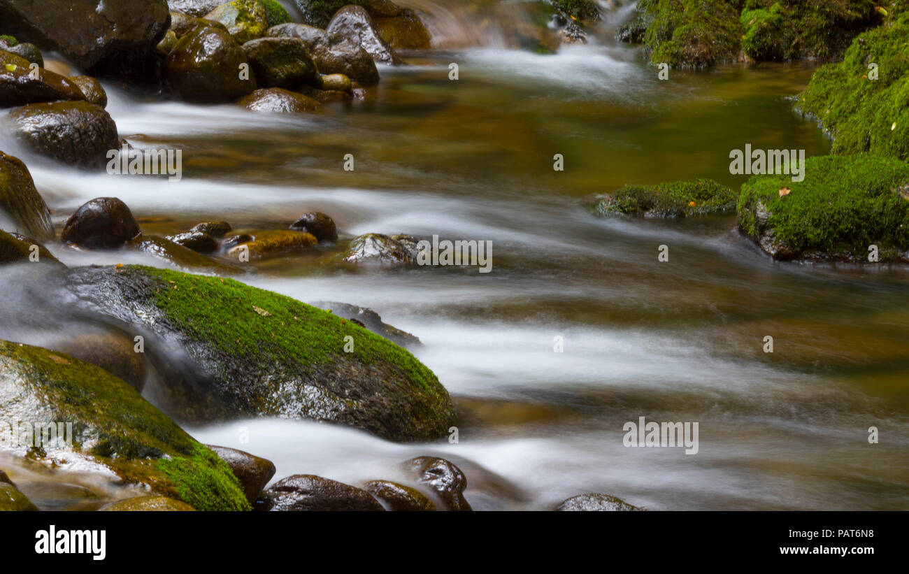 Stone surrounded by mossy stream water in a wood Stock Photo - Alamy