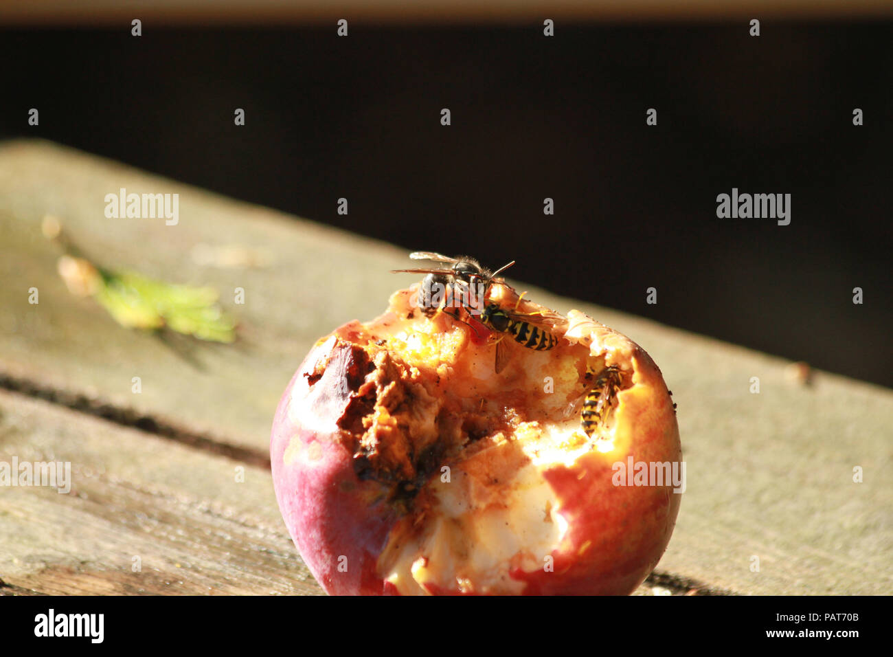 One wasp attacking another Stock Photo - Alamy