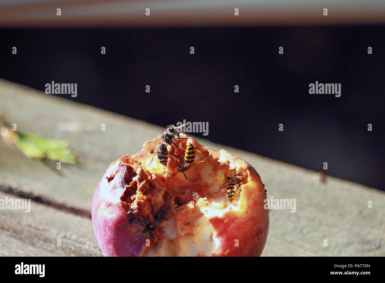 One wasp attacking another Stock Photo - Alamy
