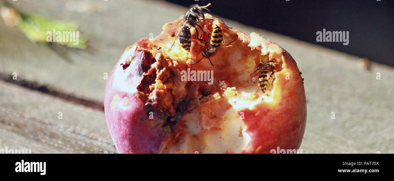 One wasp attacking another Stock Photo - Alamy