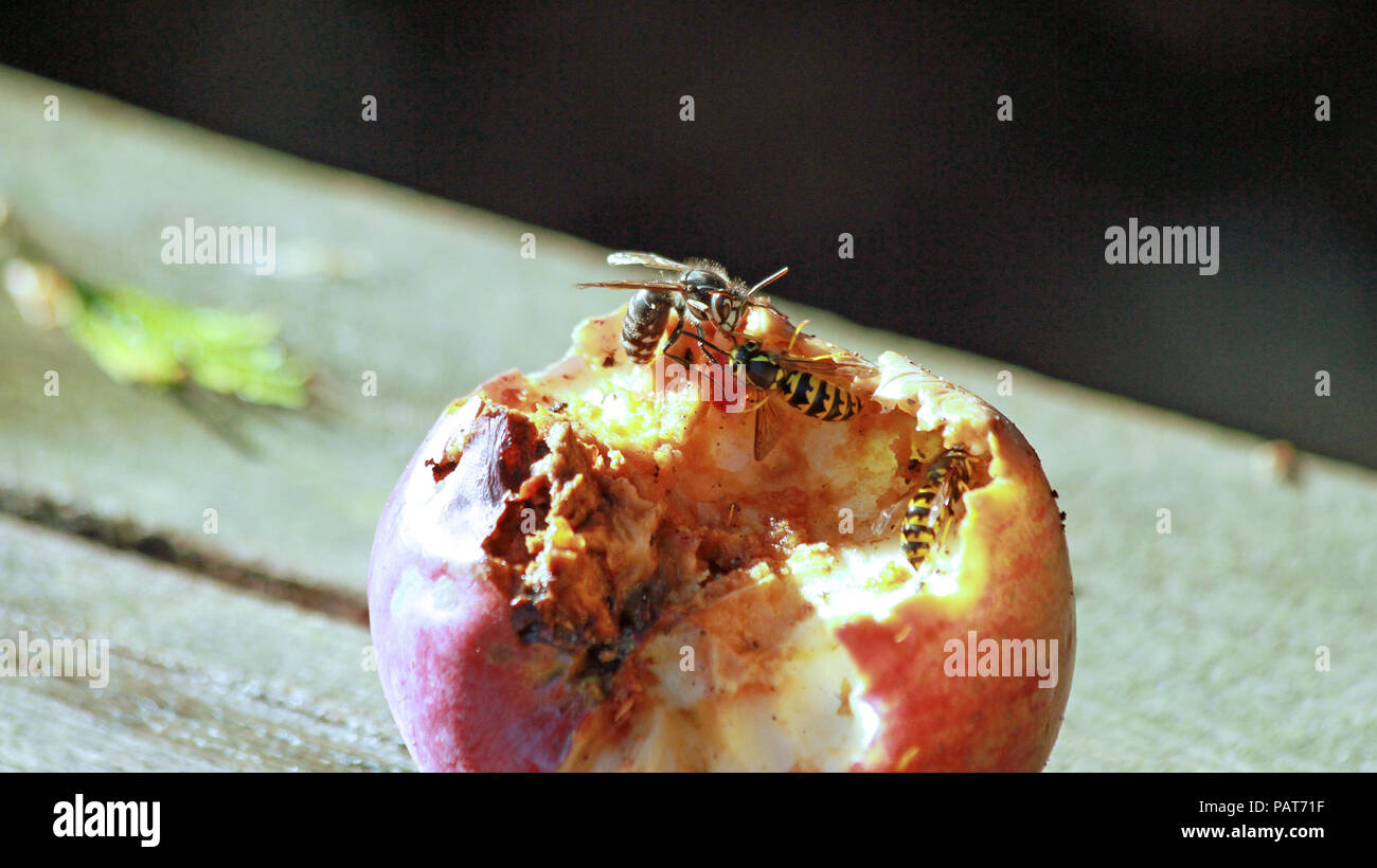 One wasp attacking another Stock Photo - Alamy