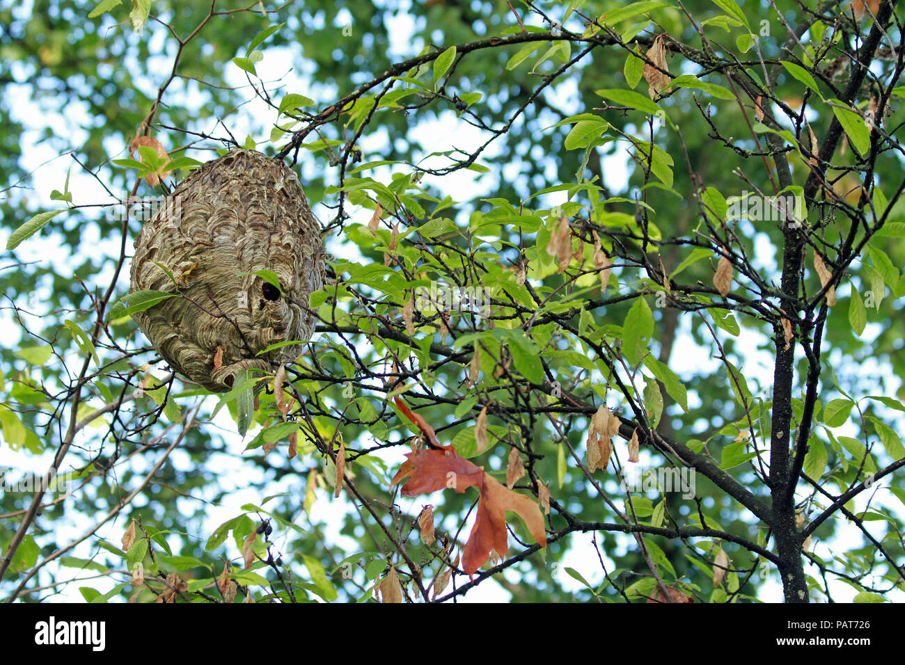 large wasp nest in a tree Stock Photo - Alamy