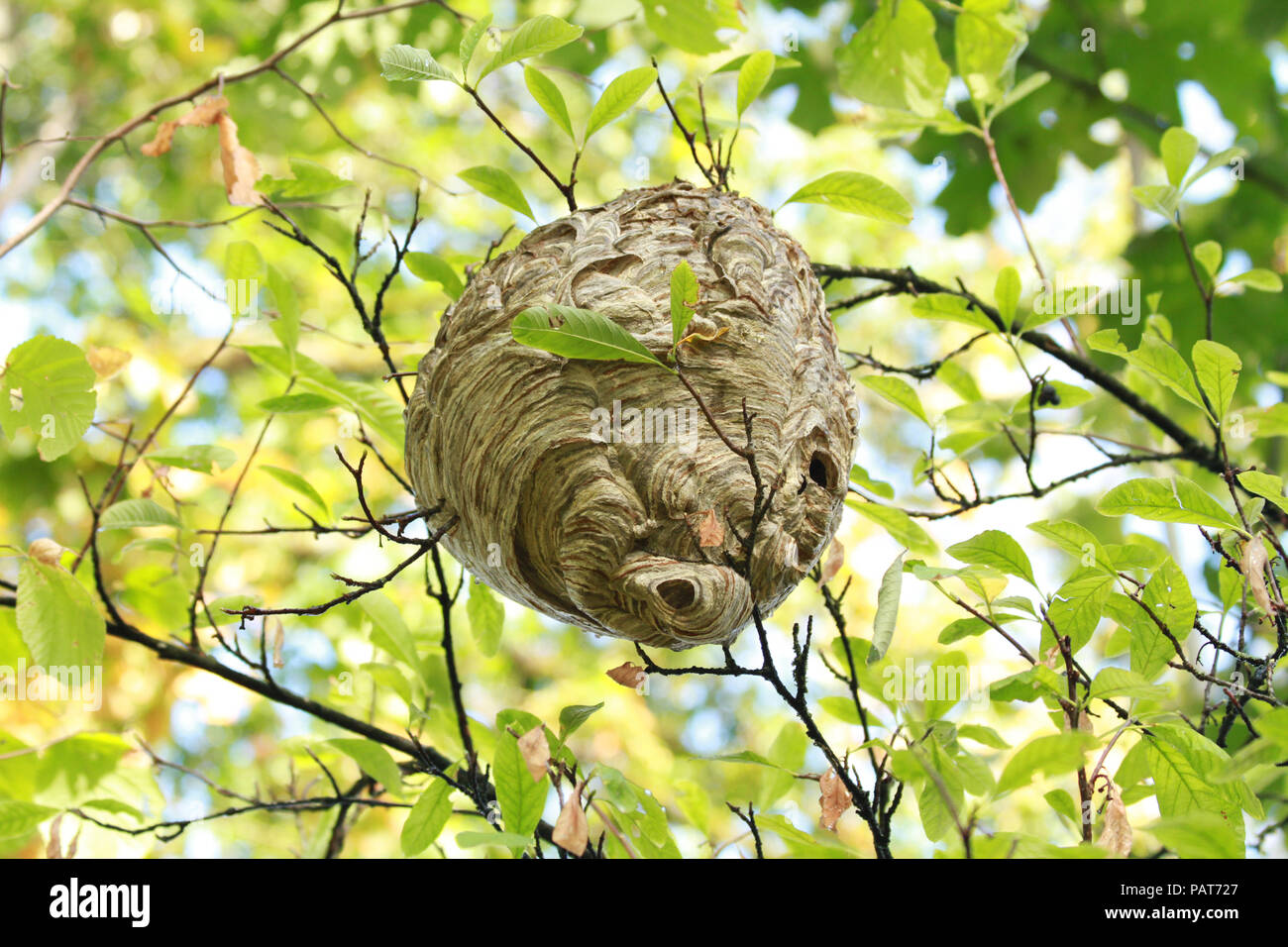 Large wasp nest in a tree Stock Photo - Alamy