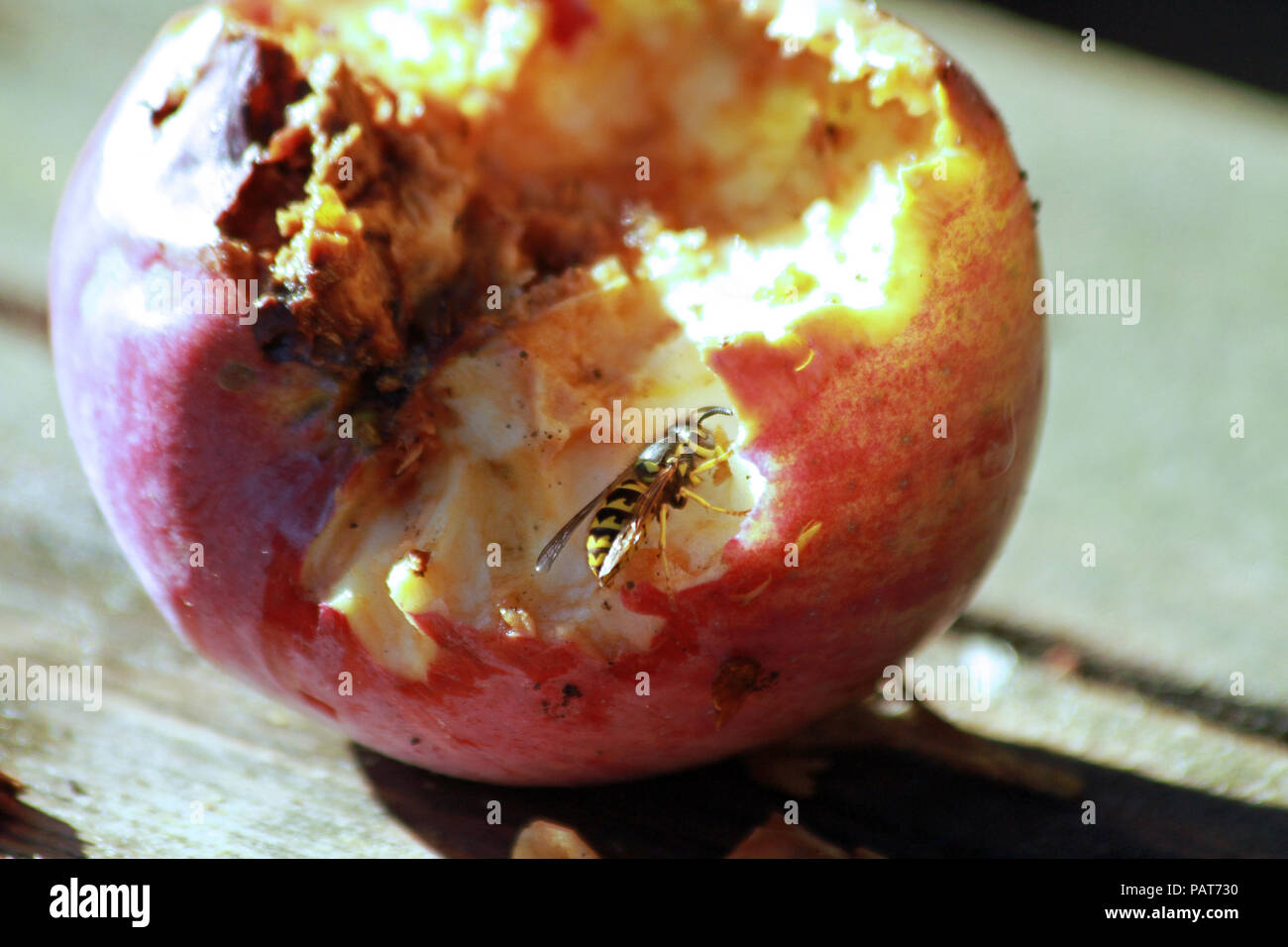 Wasp eating an apple Stock Photo - Alamy