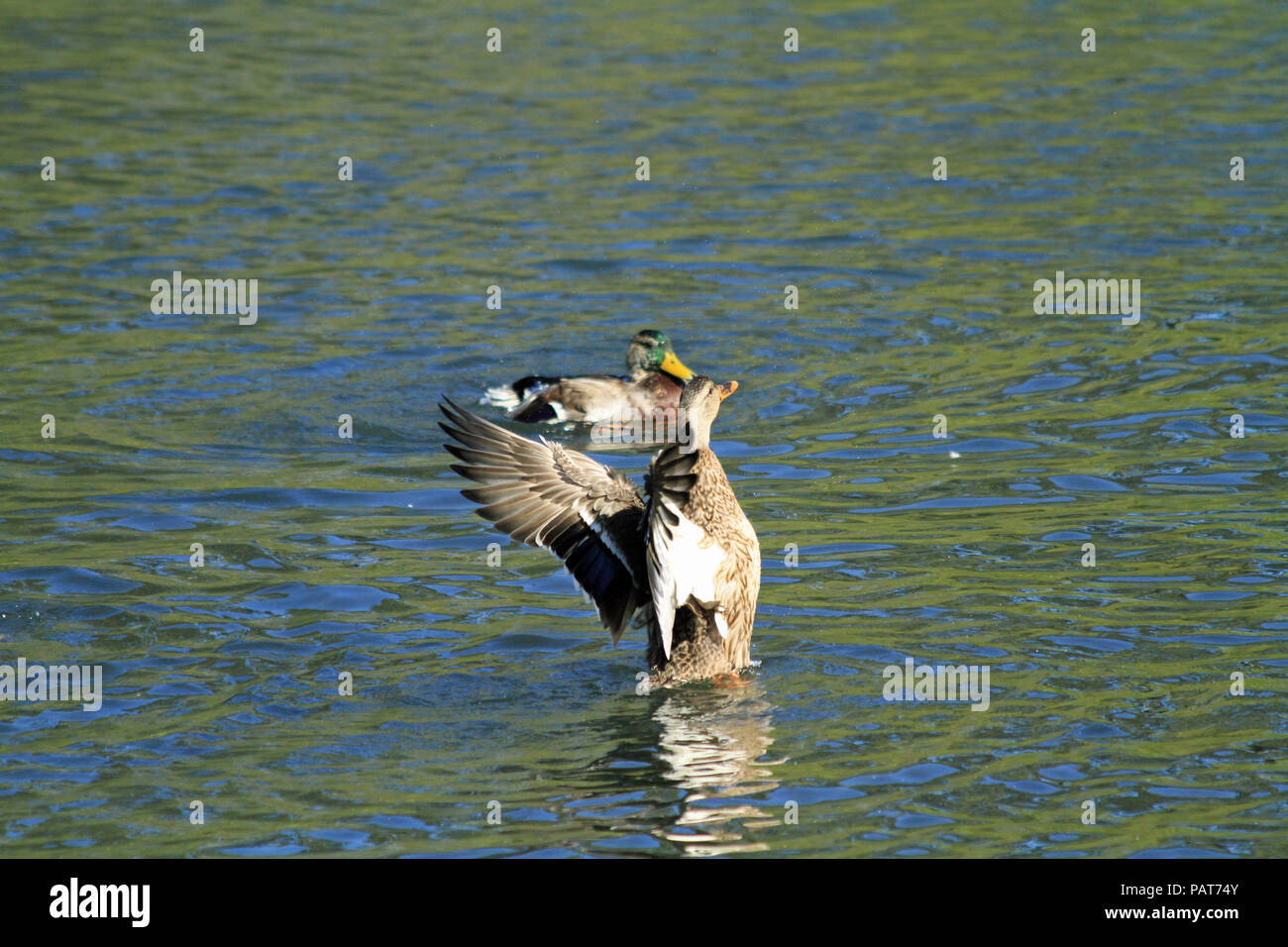 Ducks flapping their wings in water Stock Photo - Alamy