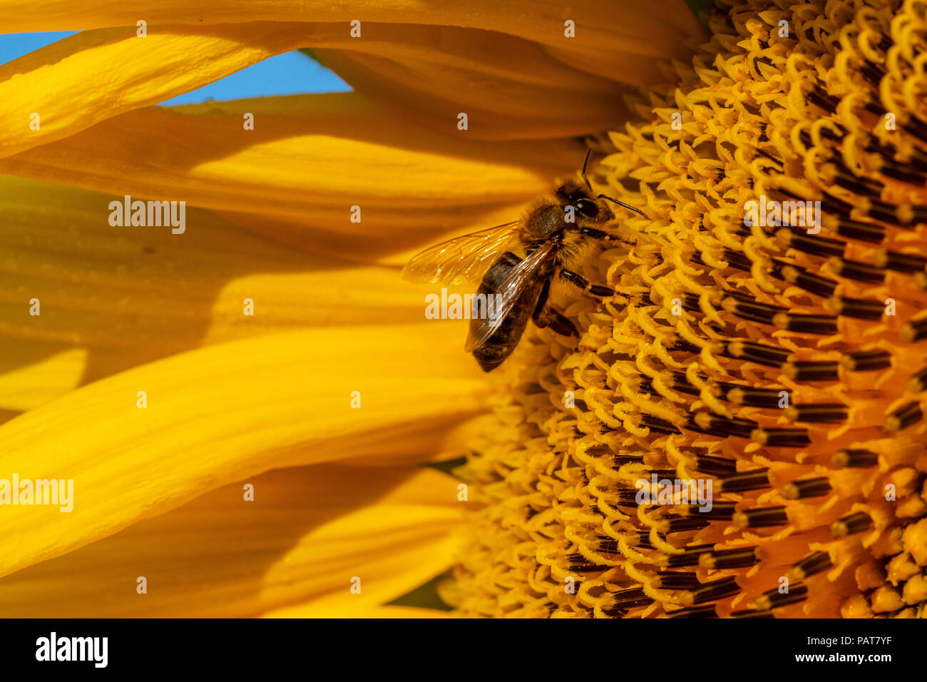 Honey Bee on Sunflower, close up Stock Photo - Alamy