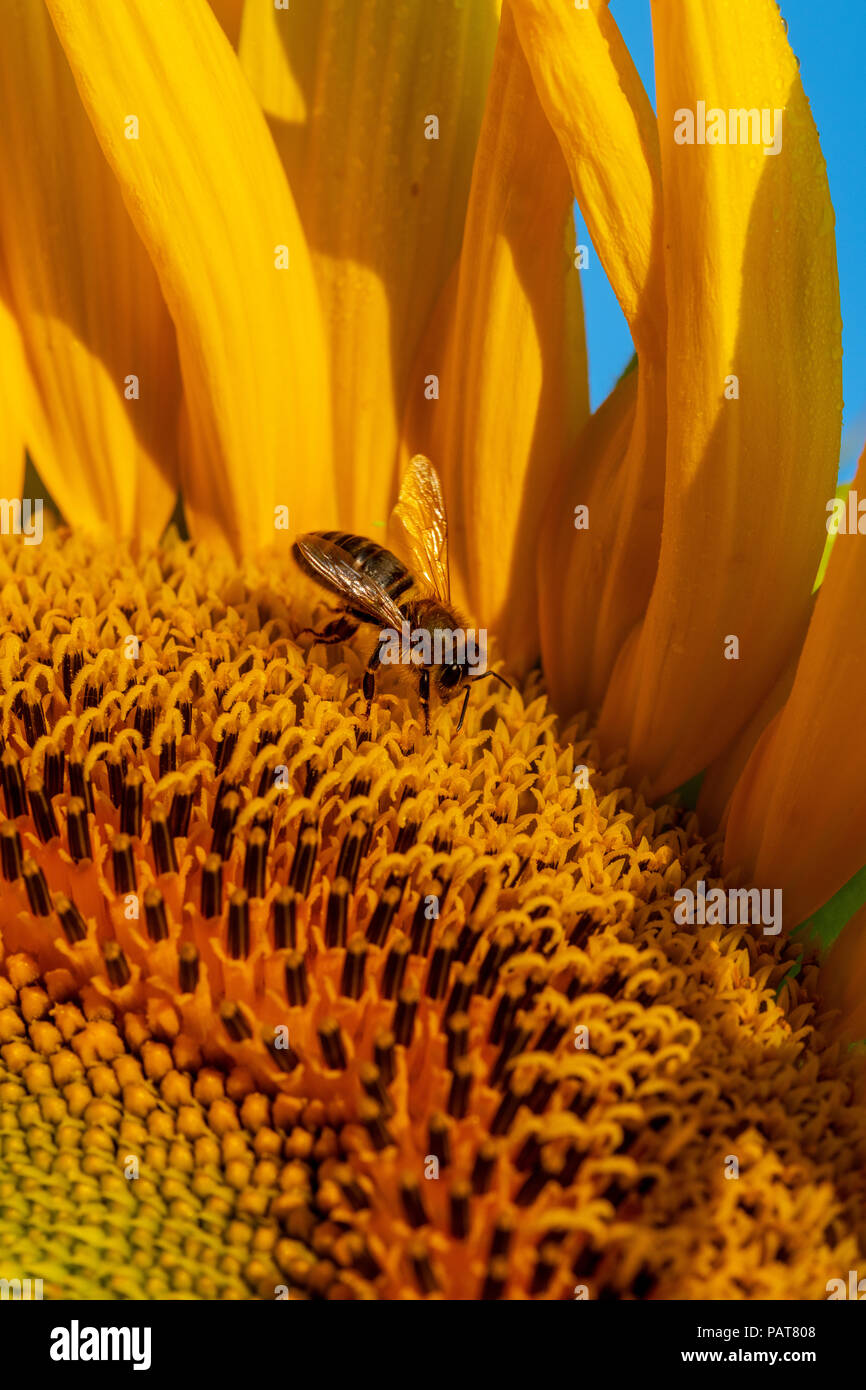 Sunflower sunflower and bee sunflower leaf sunflower garden sunflower ...