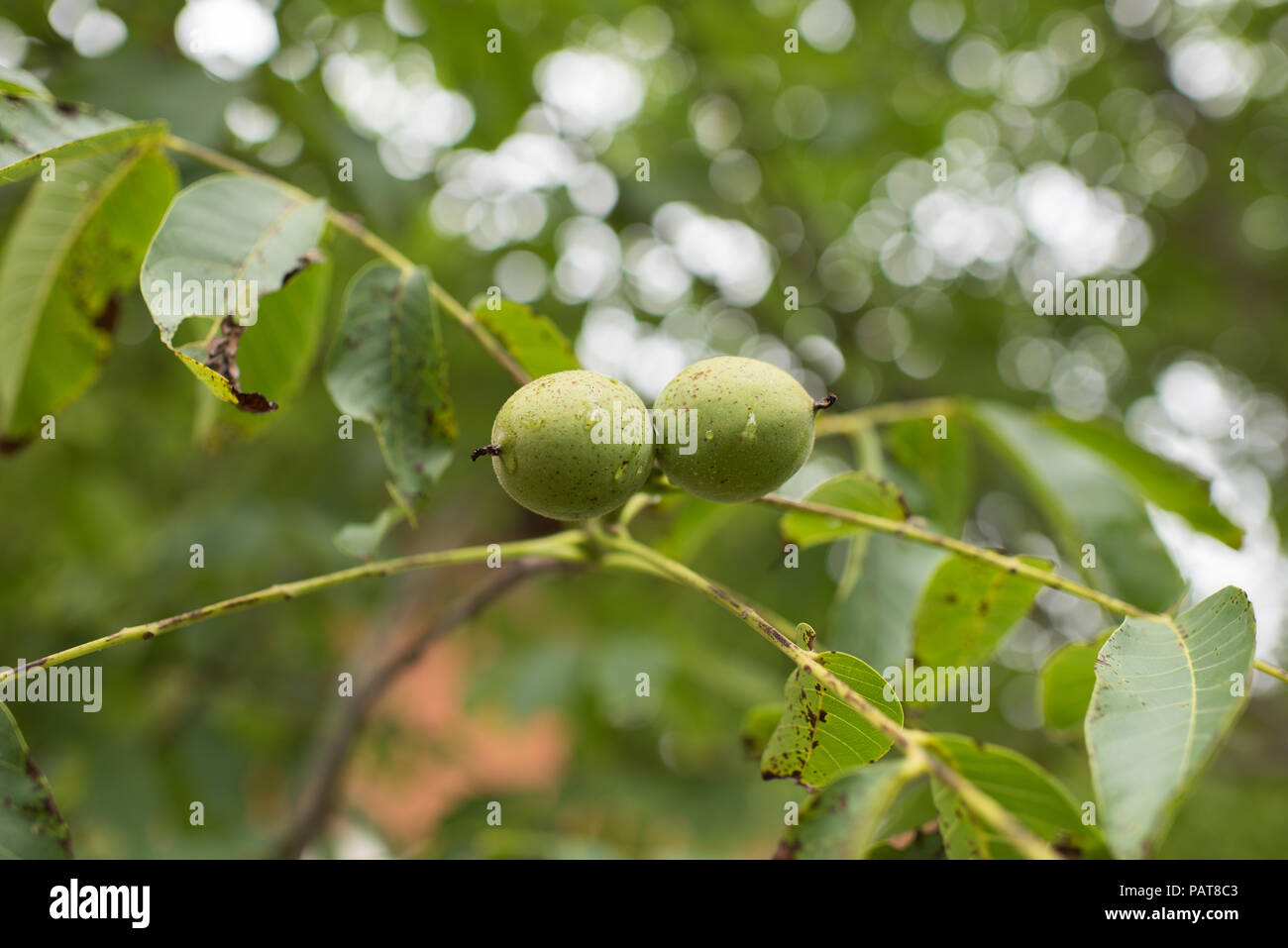 walnut on tree Stock Photo - Alamy