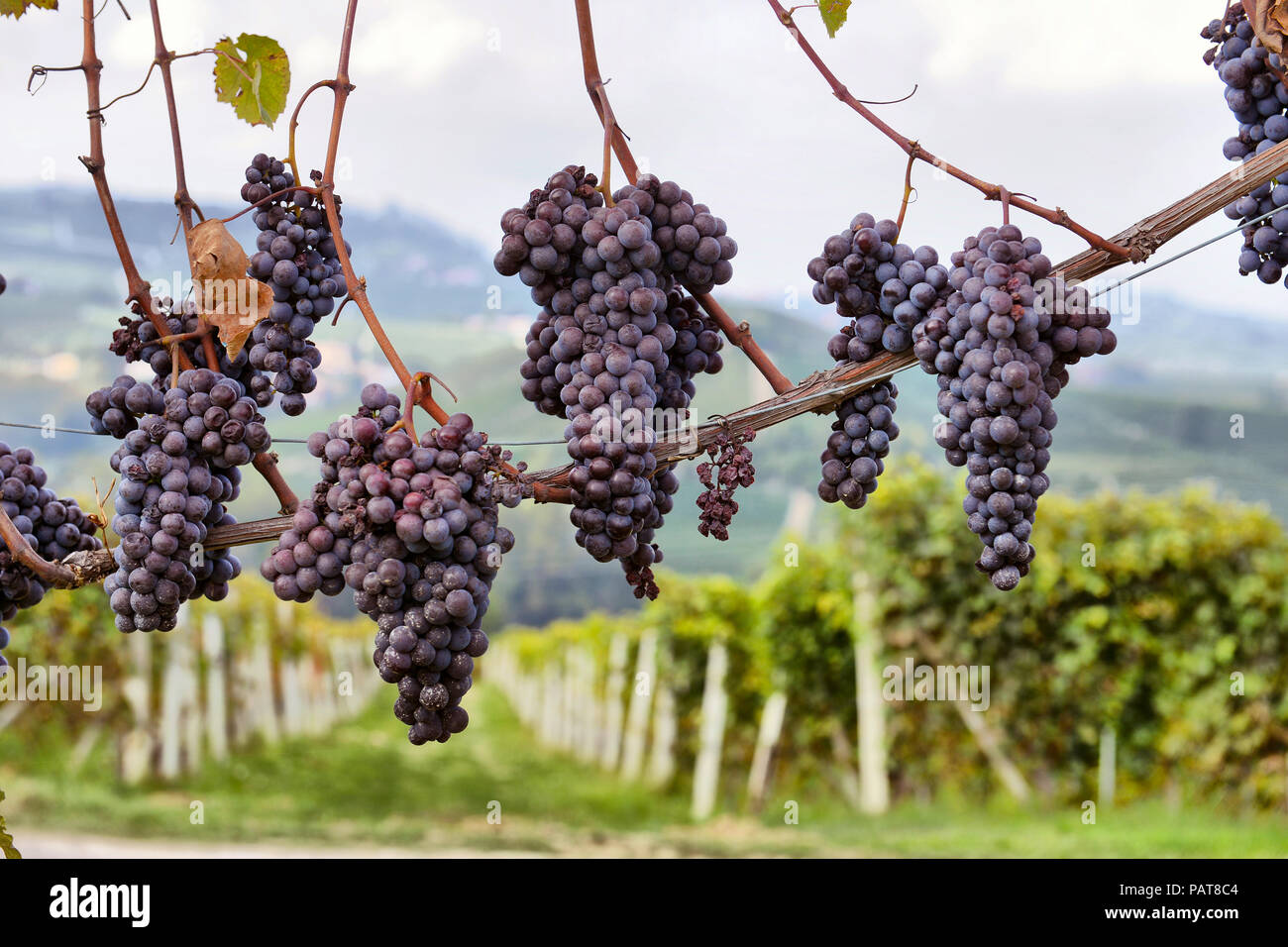 merlot grapes on the vine Stock Photo - Alamy