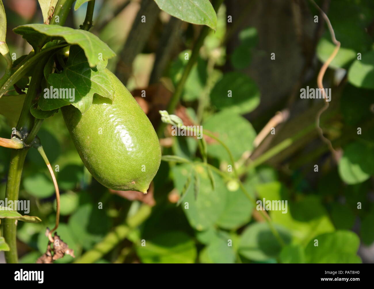 Finger Lime Tree High Resolution Stock Photography and Images - Alamy