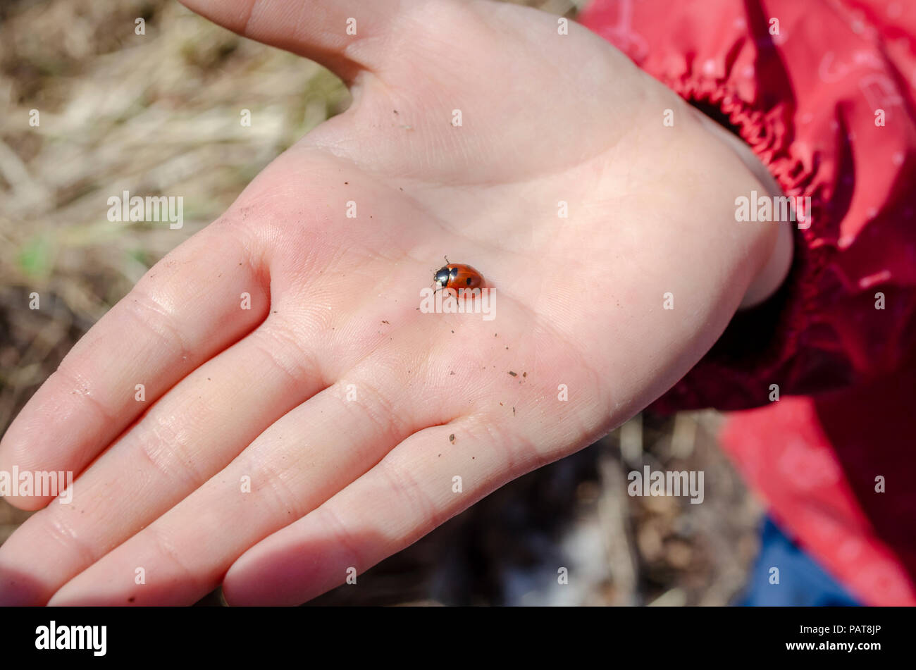 Ladybug on child hand Stock Photo - Alamy