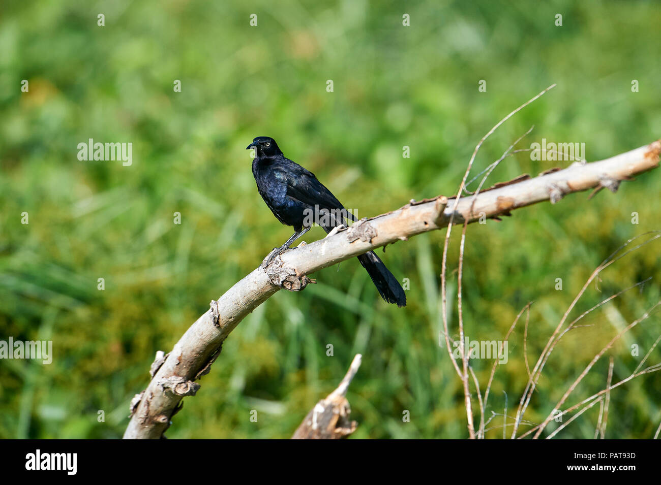 Male Great-tailed Grackle (Quiscalus mexicanus) perched on a branch ...
