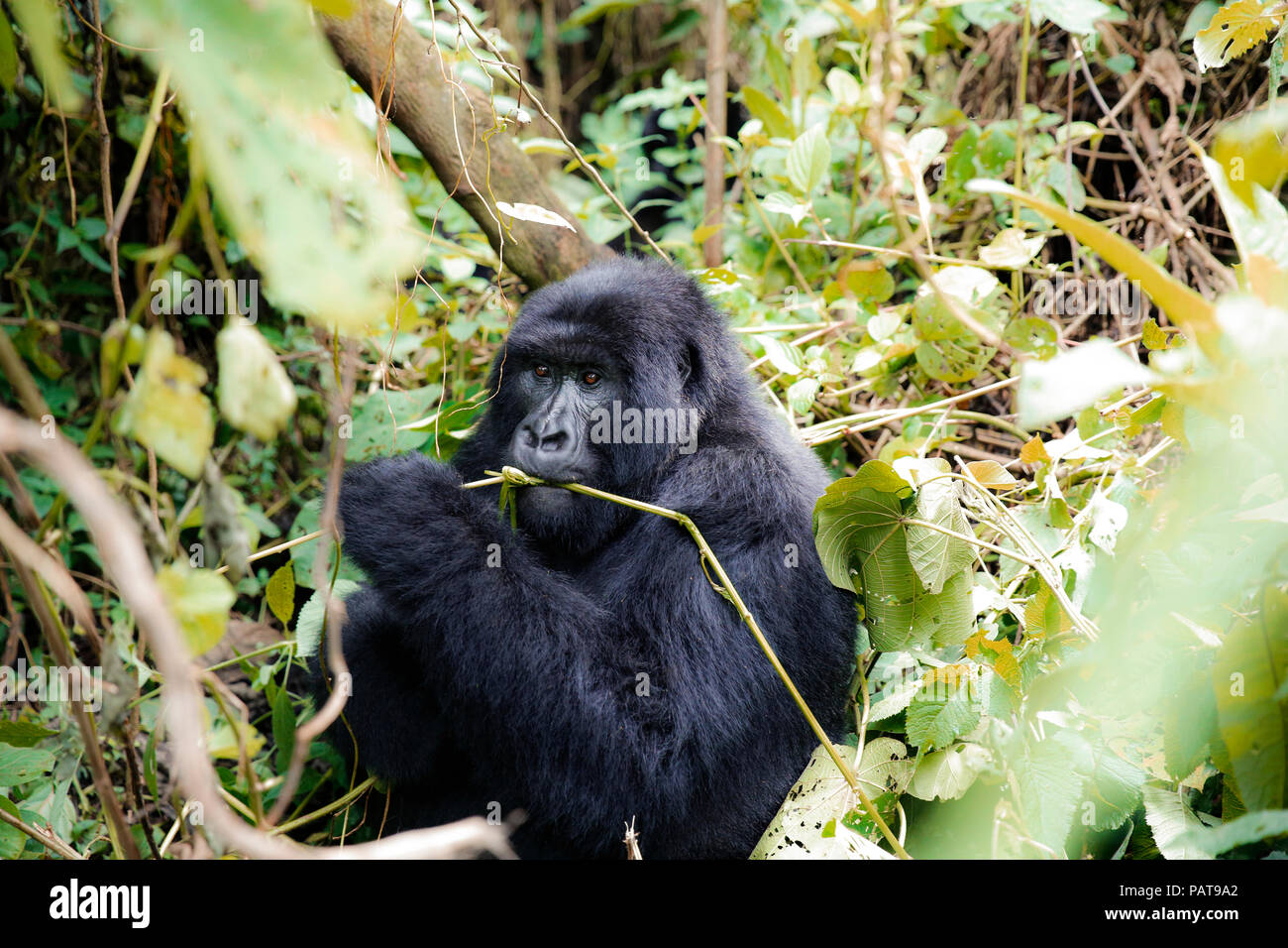 Africa, Democratic Republic of Congo, Mountain gorilla in jungle Stock ...