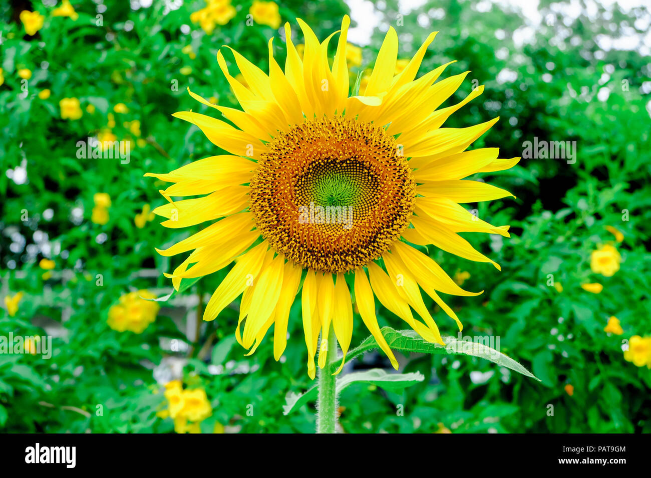 sun flower at garden Stock Photo - Alamy