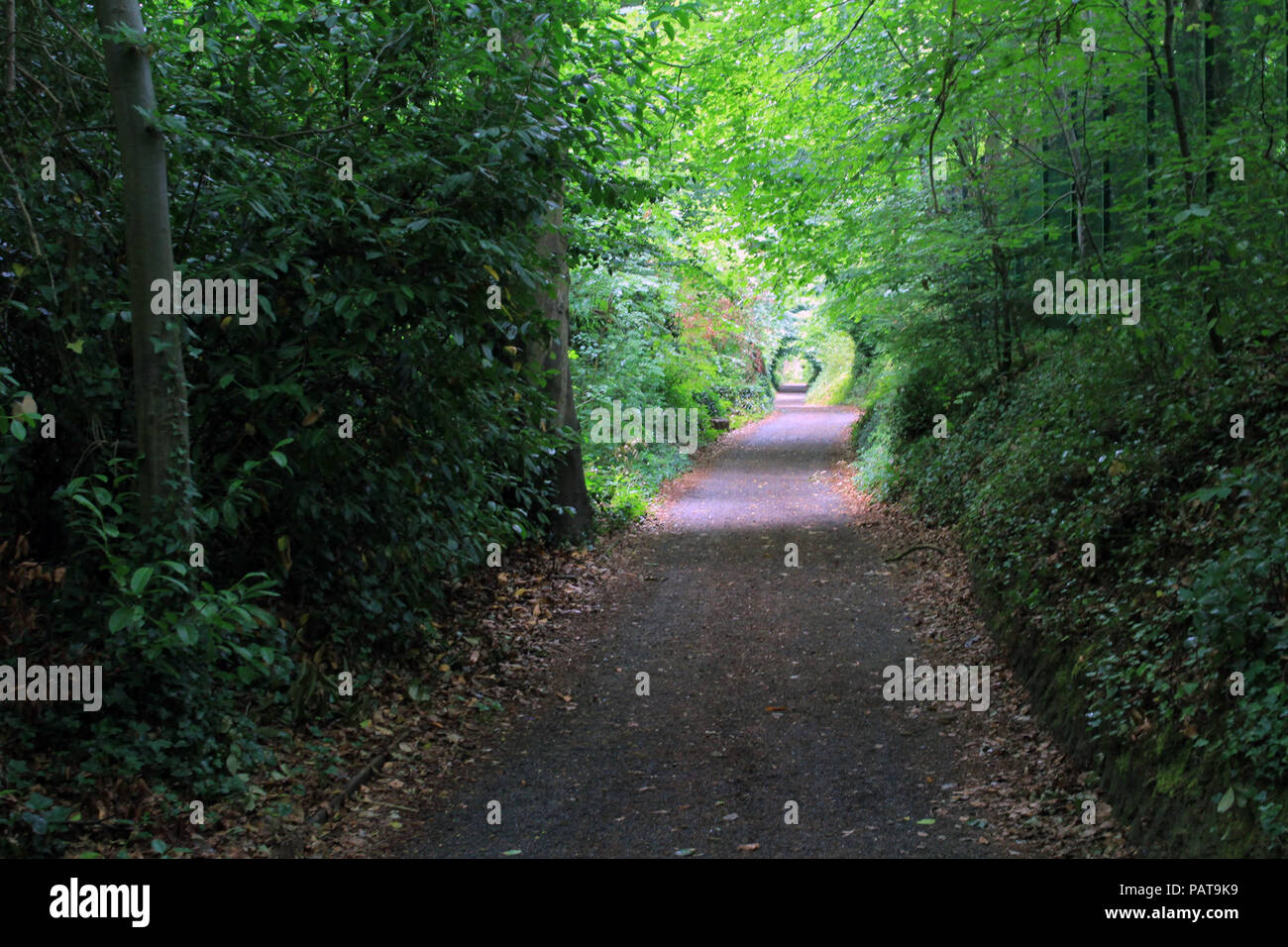 a footpath covered in a canopy of trees Stock Photo - Alamy