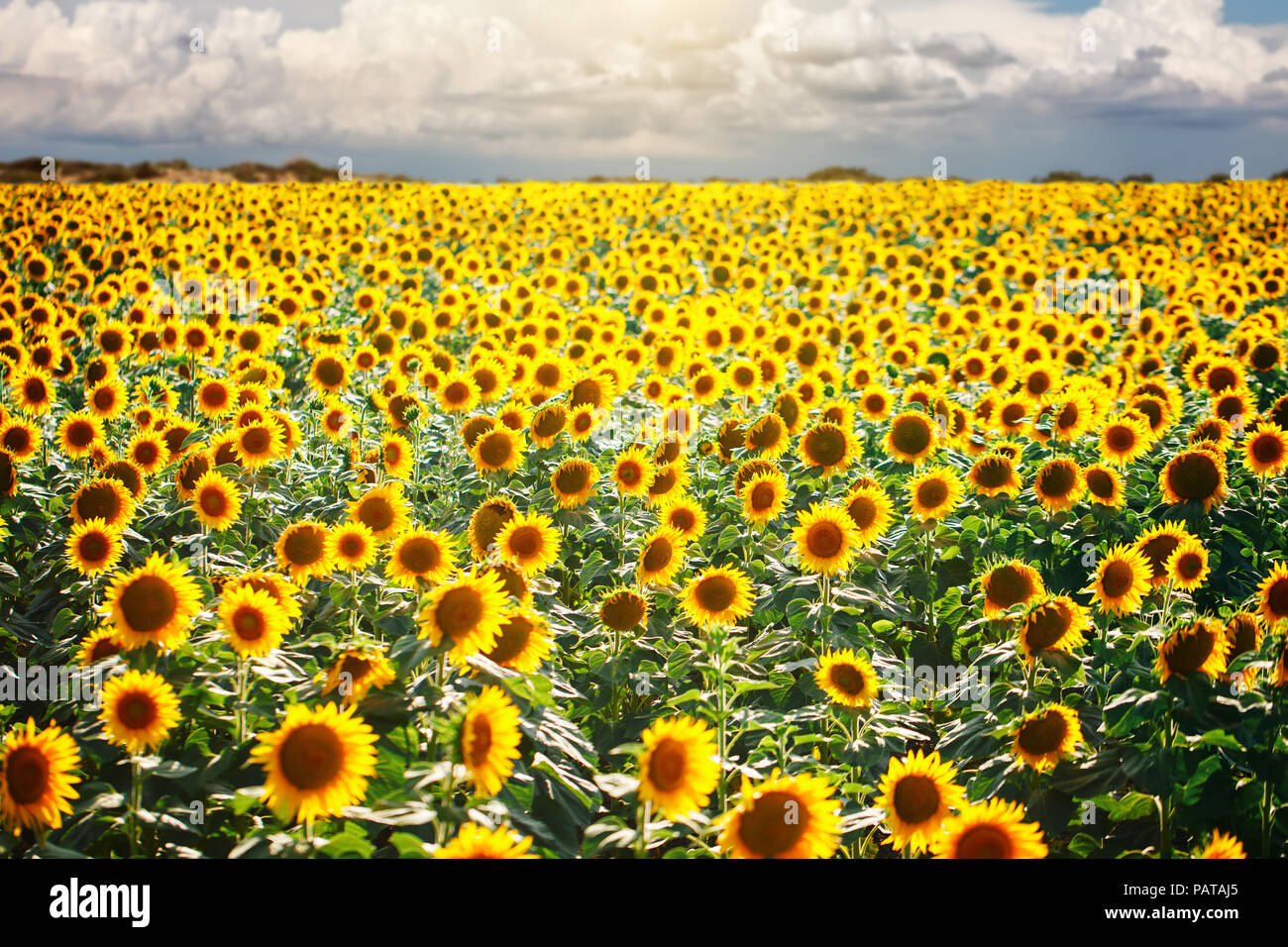 Beautiful field of sunflowers. Rural landscapes under bright sunlight ...