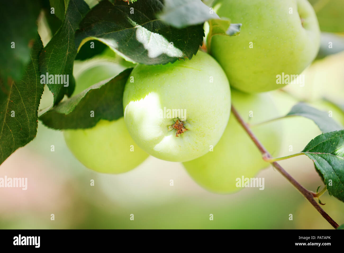 Apples on the tree before harvest Stock Photo - Alamy