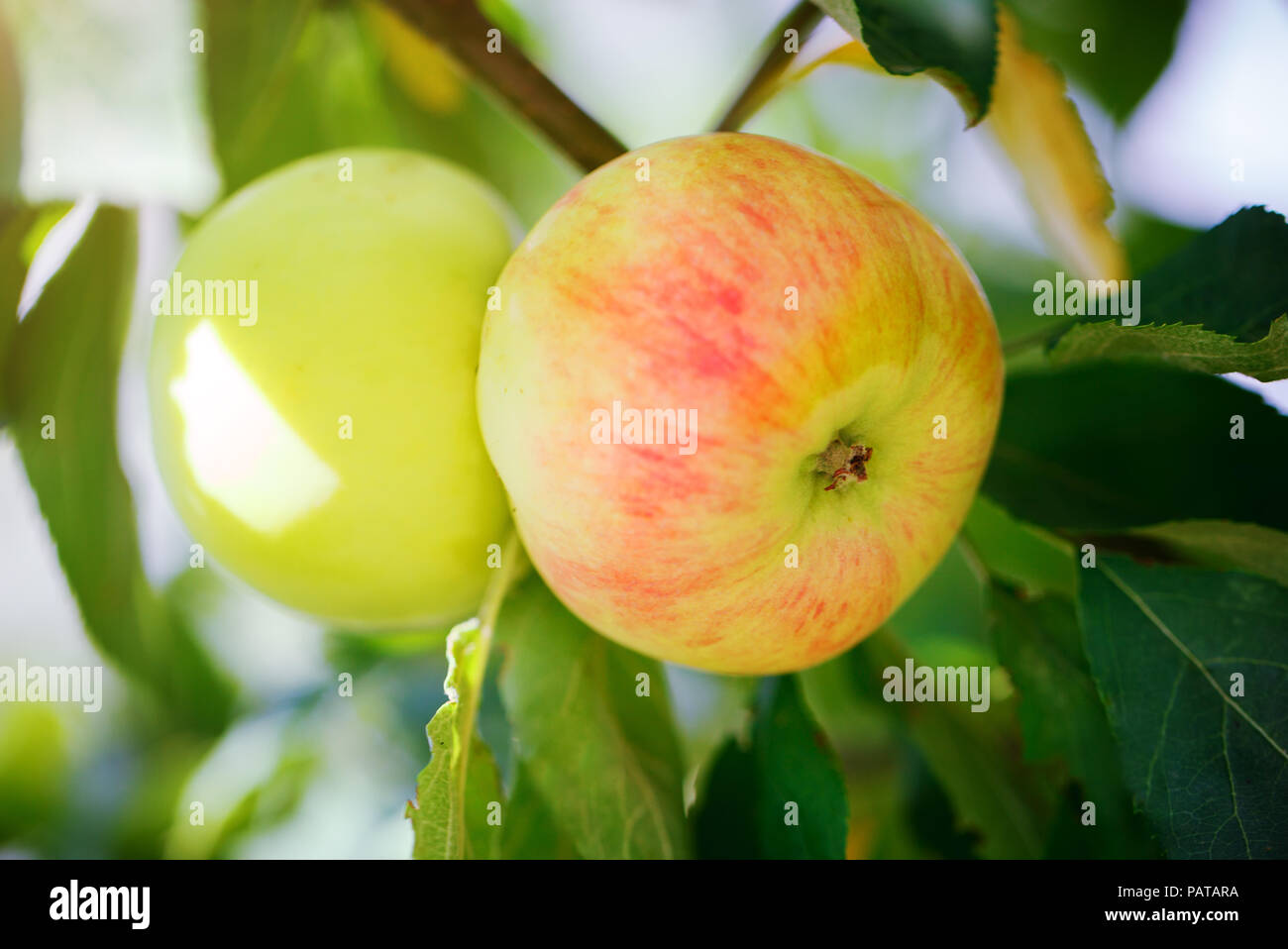 Apple tree before harvest hi-res stock photography and images - Alamy