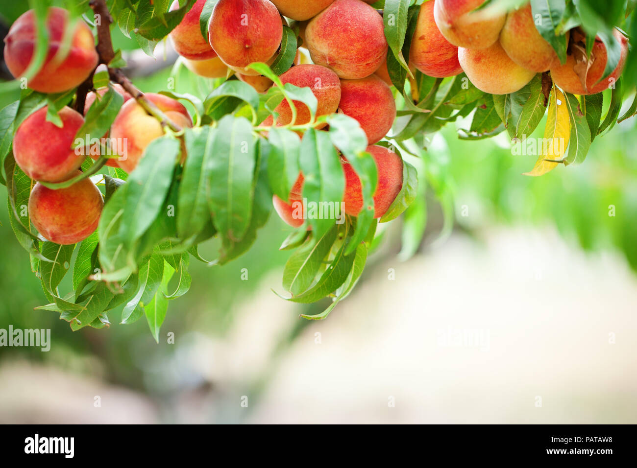 Peach tree with fruits growing in the garden. Peach orchard Stock Photo ...
