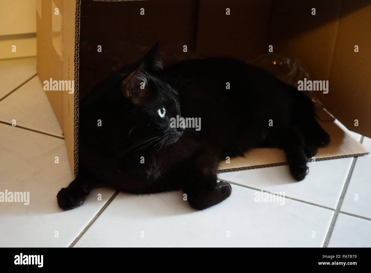 Cardboard house cat hi-res stock photography and images - Alamy