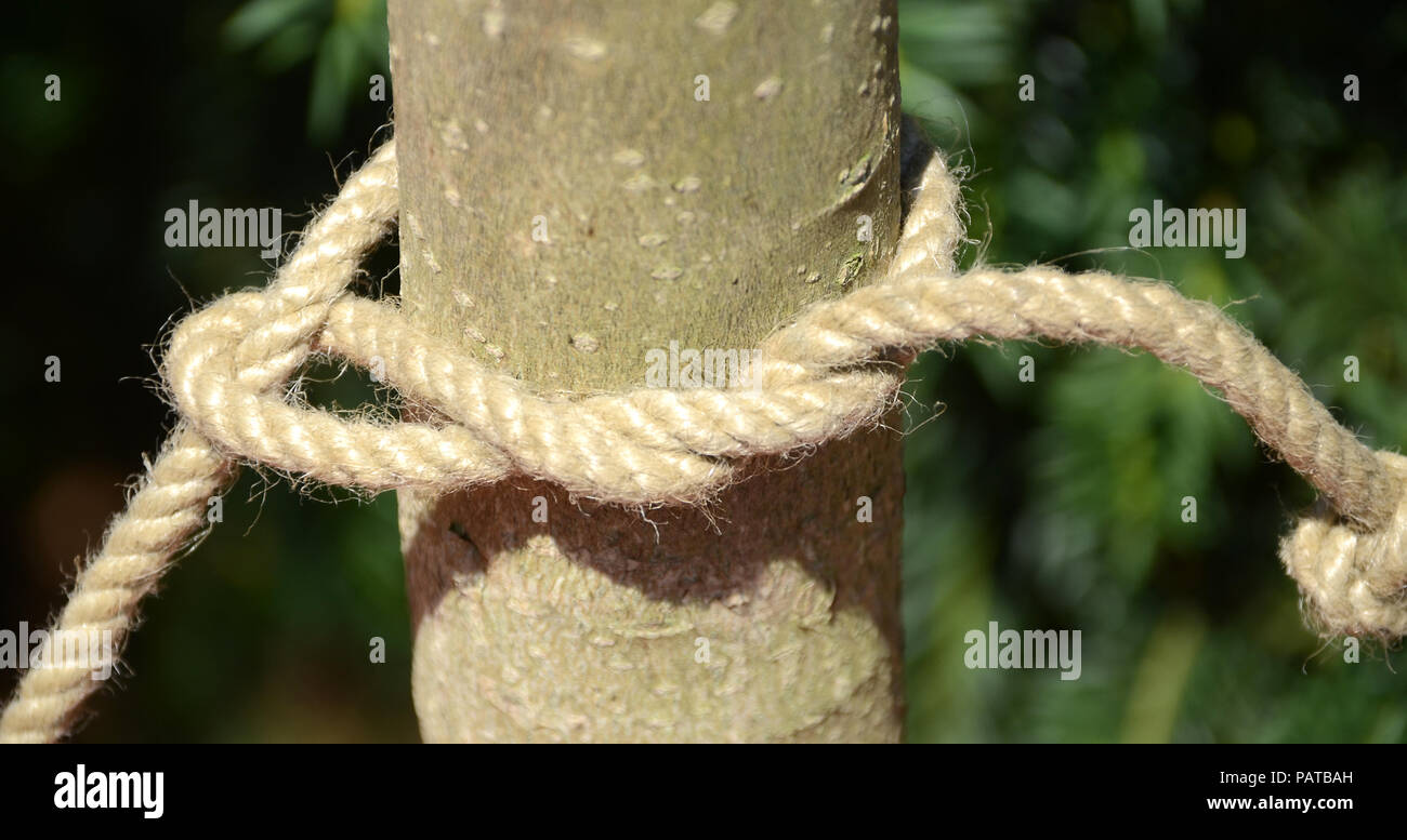 Timber knot hi-res stock photography and images - Alamy