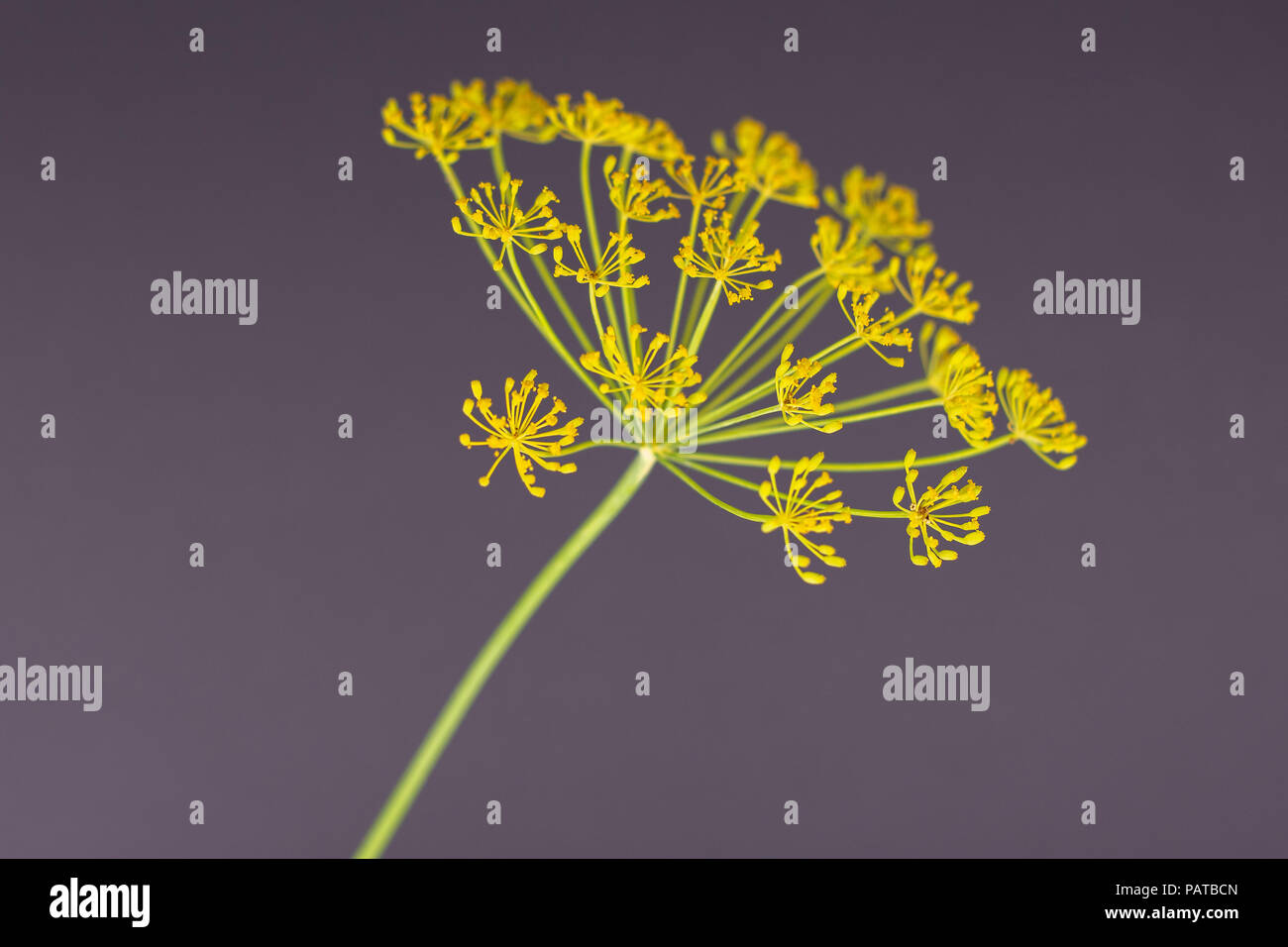One whole fresh yellow dill flowers cluster on grey Stock Photo - Alamy