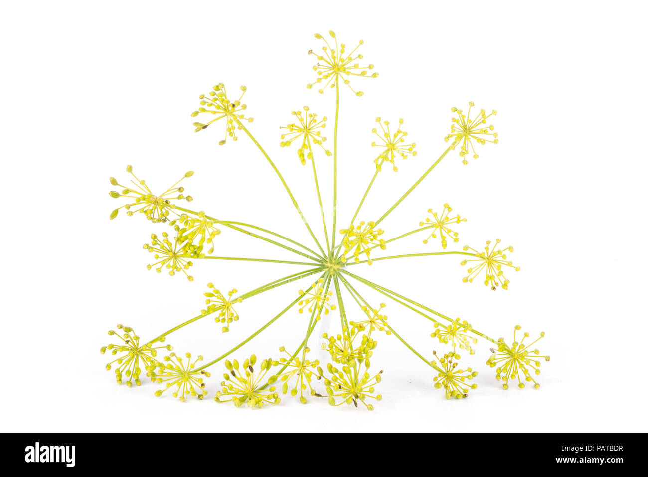 One whole fresh yellow dill flowers cluster front view isolated on ...