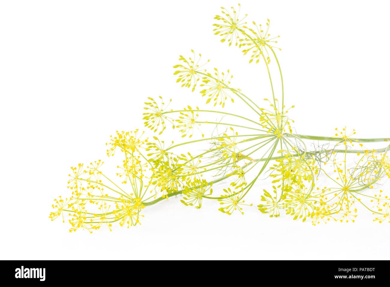 Slender clusters Cut Out Stock Images & Pictures - Alamy